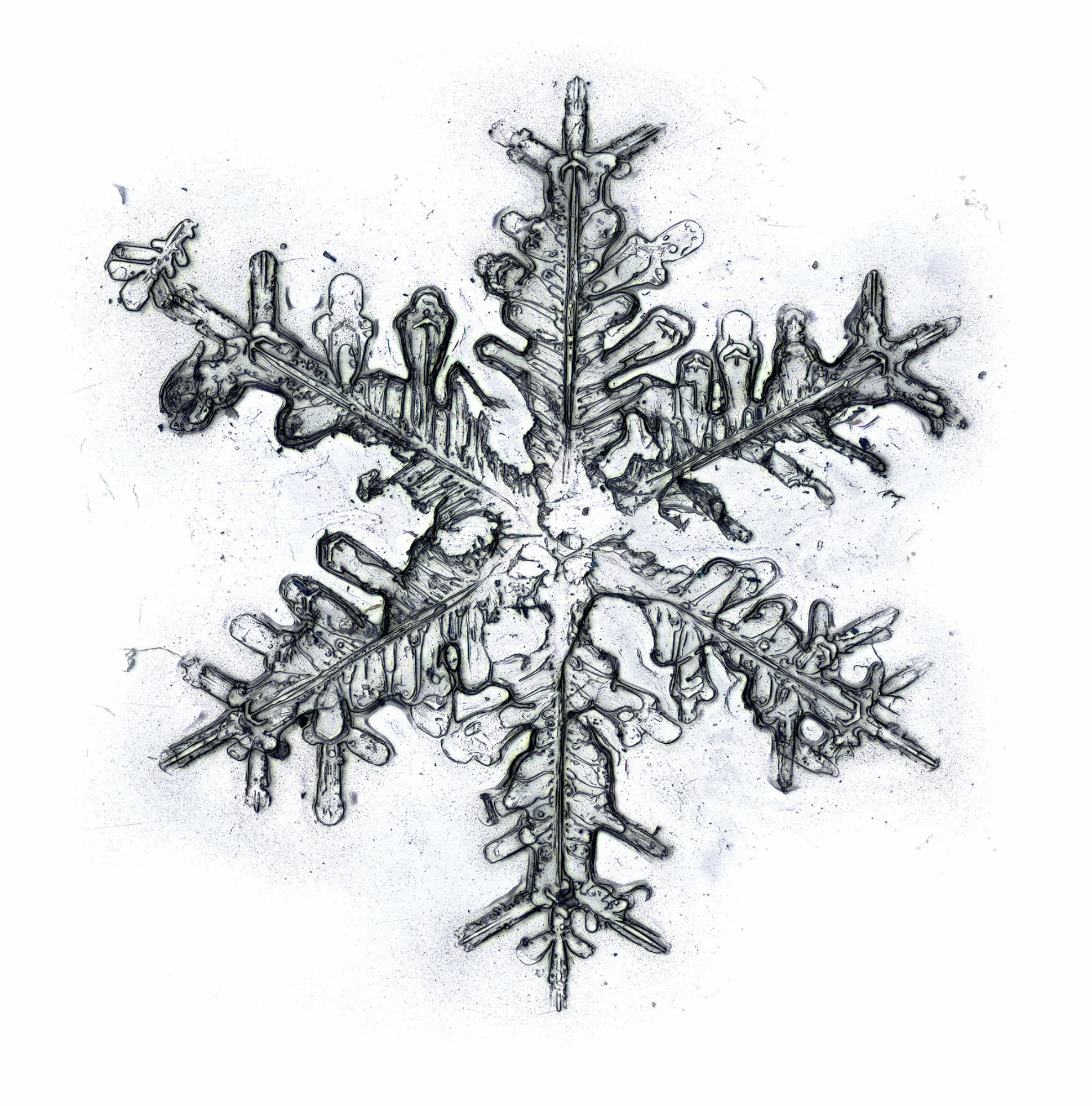 Snowflake (preserved) Inverted