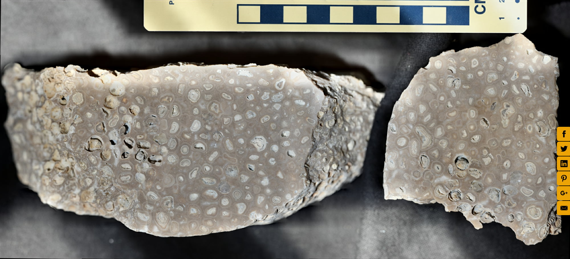 Pisolites in Tansil Formation limestone, Whites City, New Mexico