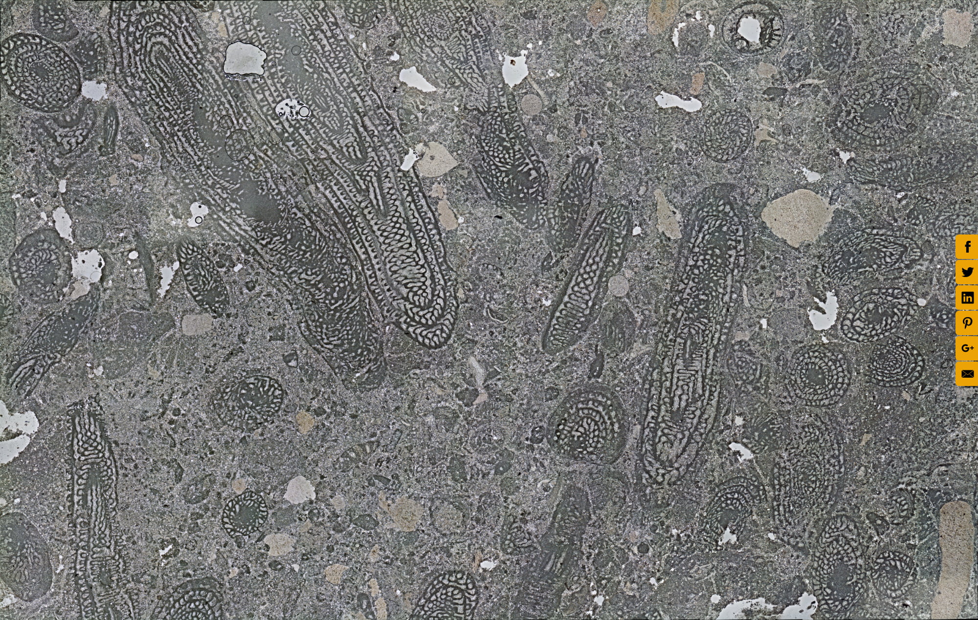 UMD carbonate petrology unknown #3 PPL