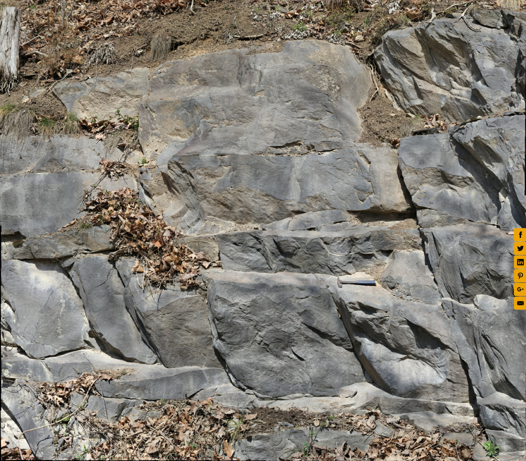 Fossil example 2, outcrop 2, from Unit D
