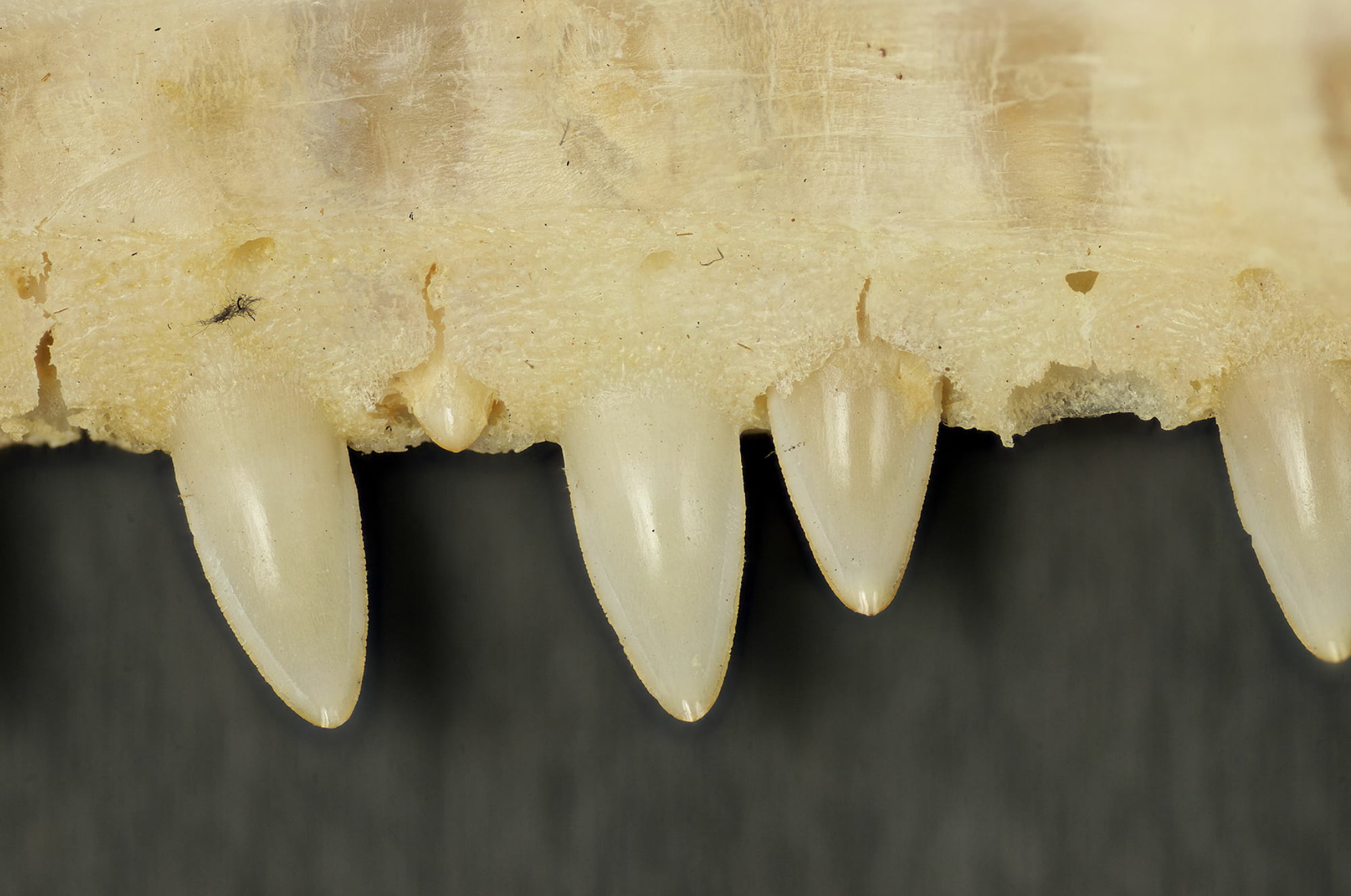 Blue Fish Teeth Example 1