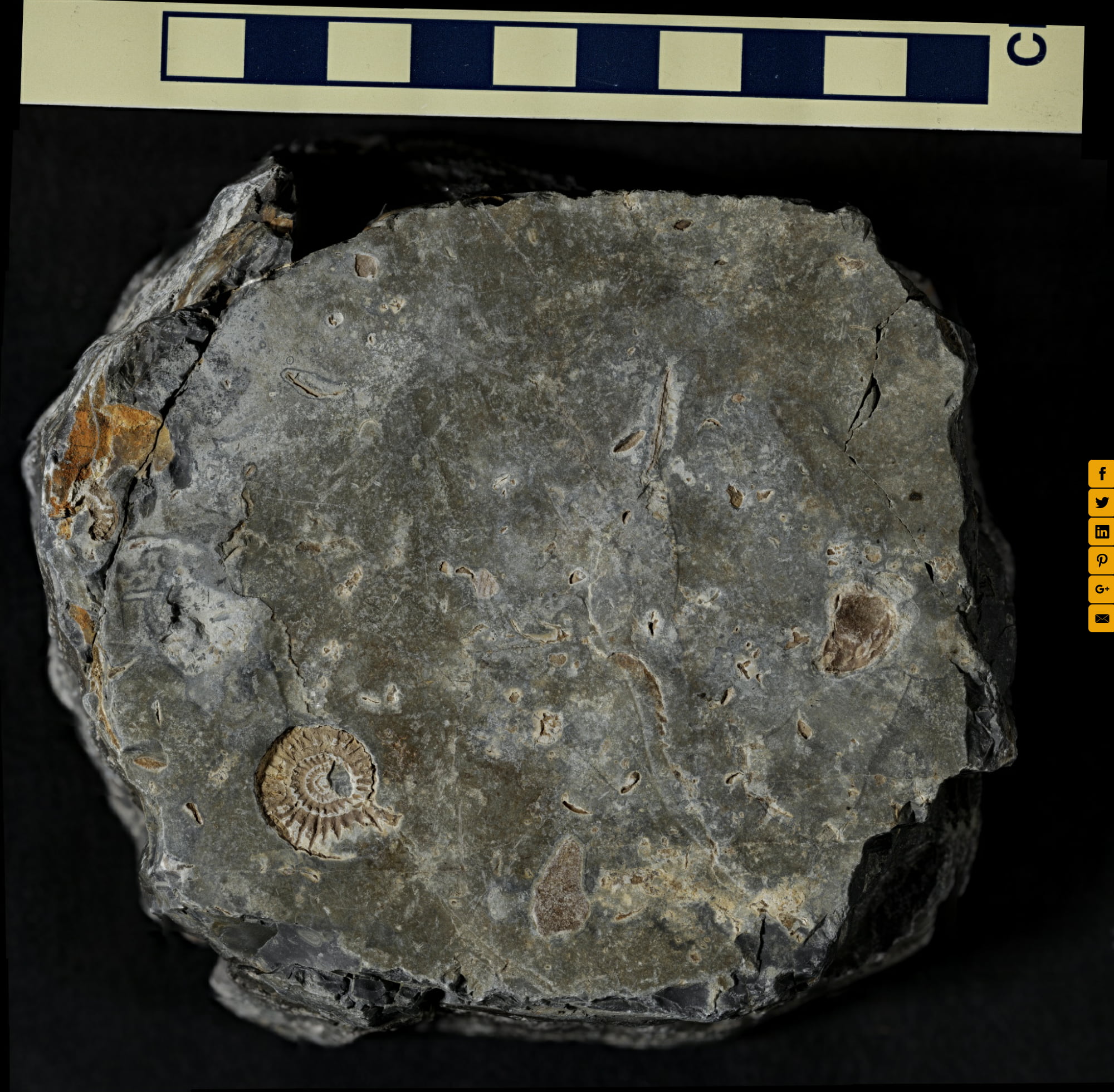 Ammonite in hornfels (contact-metamophosed shale)