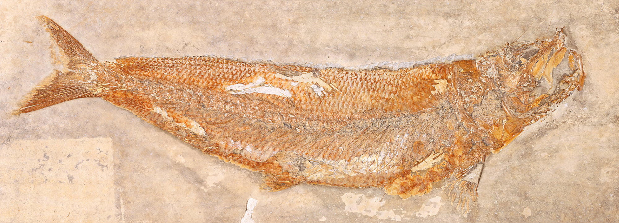 Tharsis dubius, CM 4716 (Fossil fish)