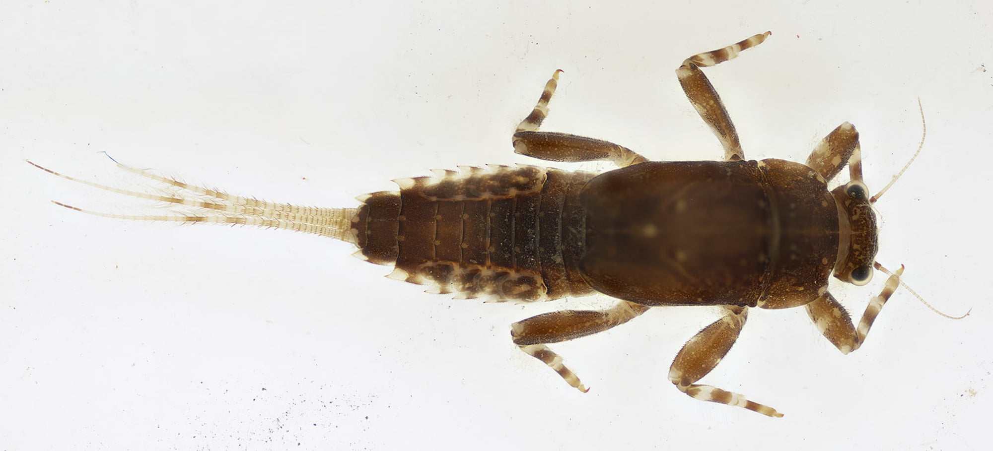 ephemerelldae drunella