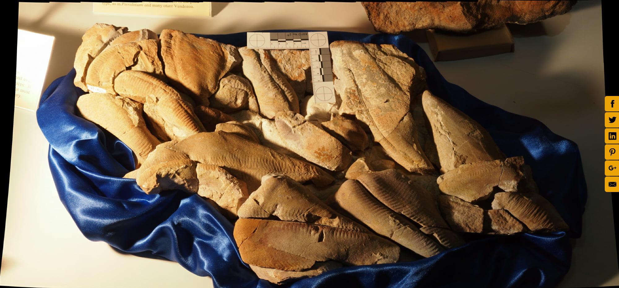 Pteridinium from Farm Aar