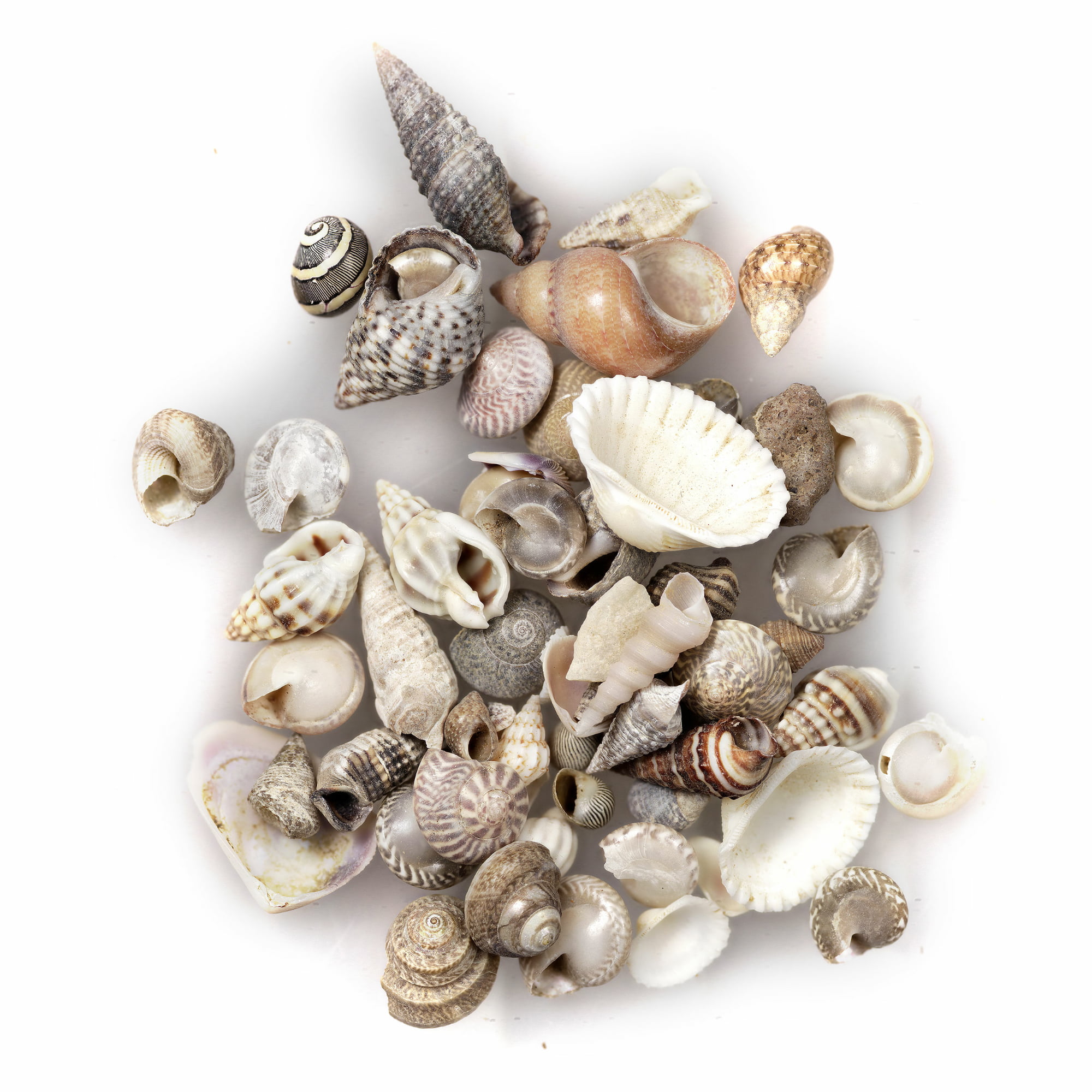 Shells