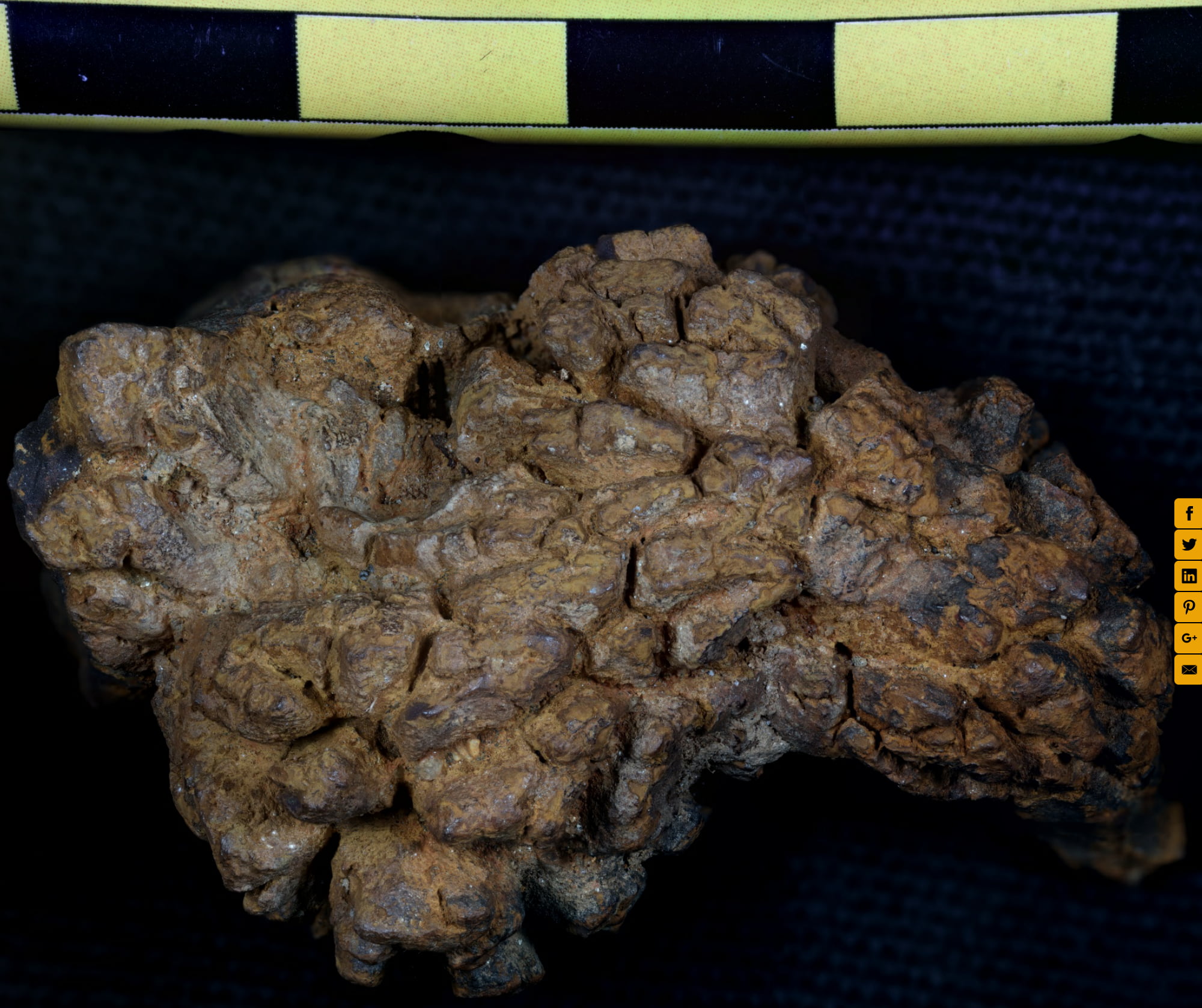 Coprolite