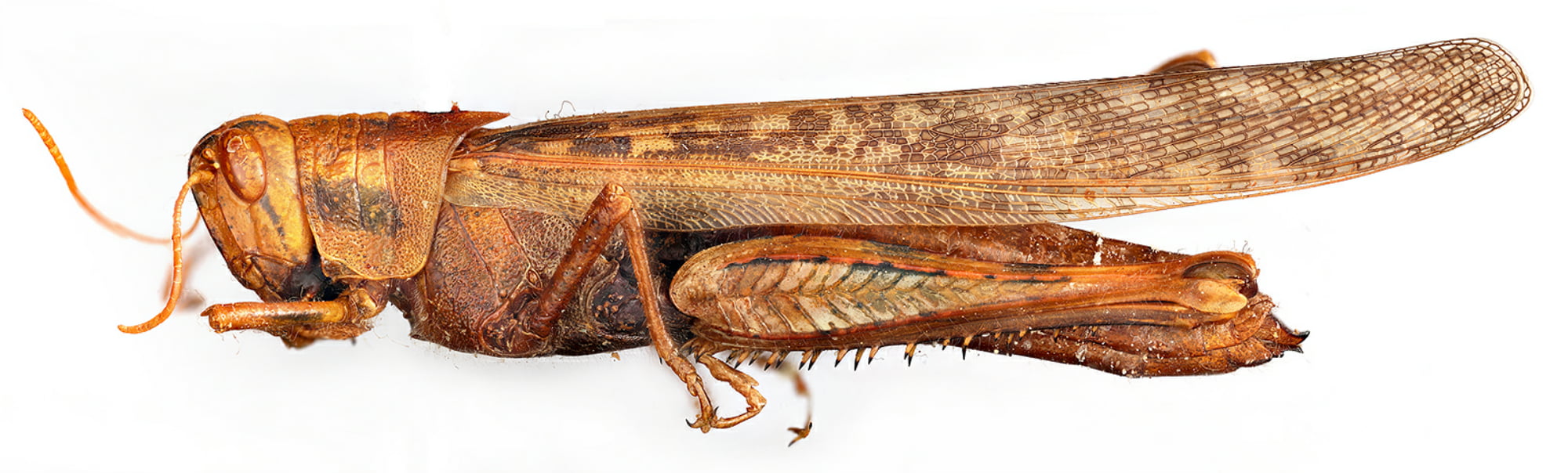 Acrididae (Orthoptera)