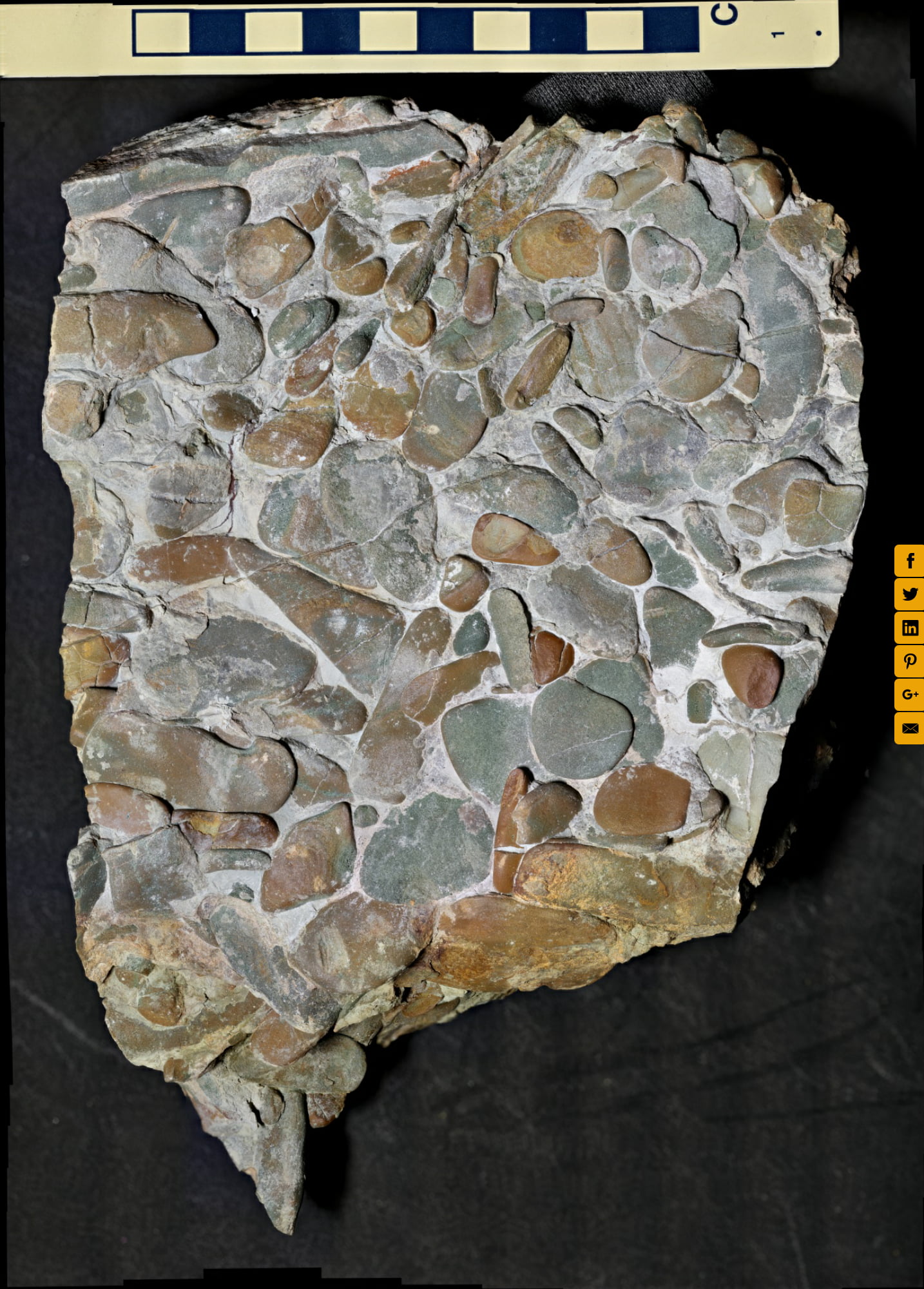 Flat pebble conglomerate, Gros Ventre Formation