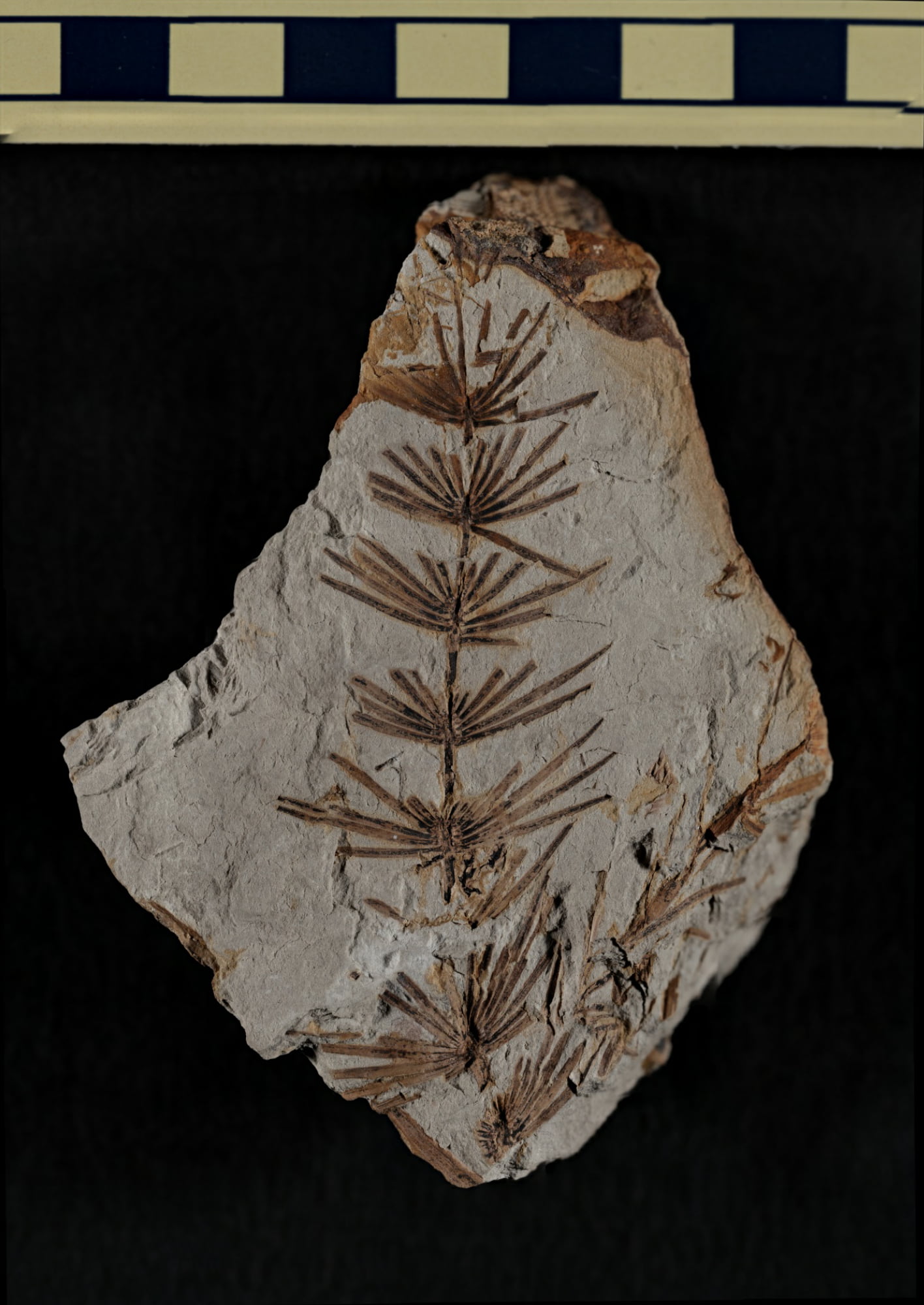 Fossil specimen Y