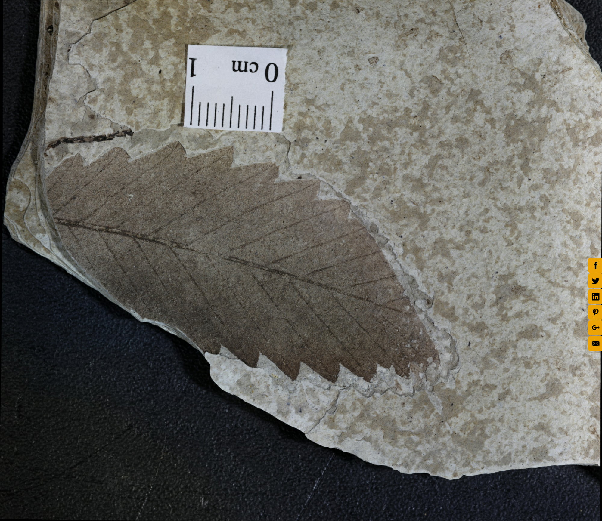 Sedimentary Rocks Lab Sample M