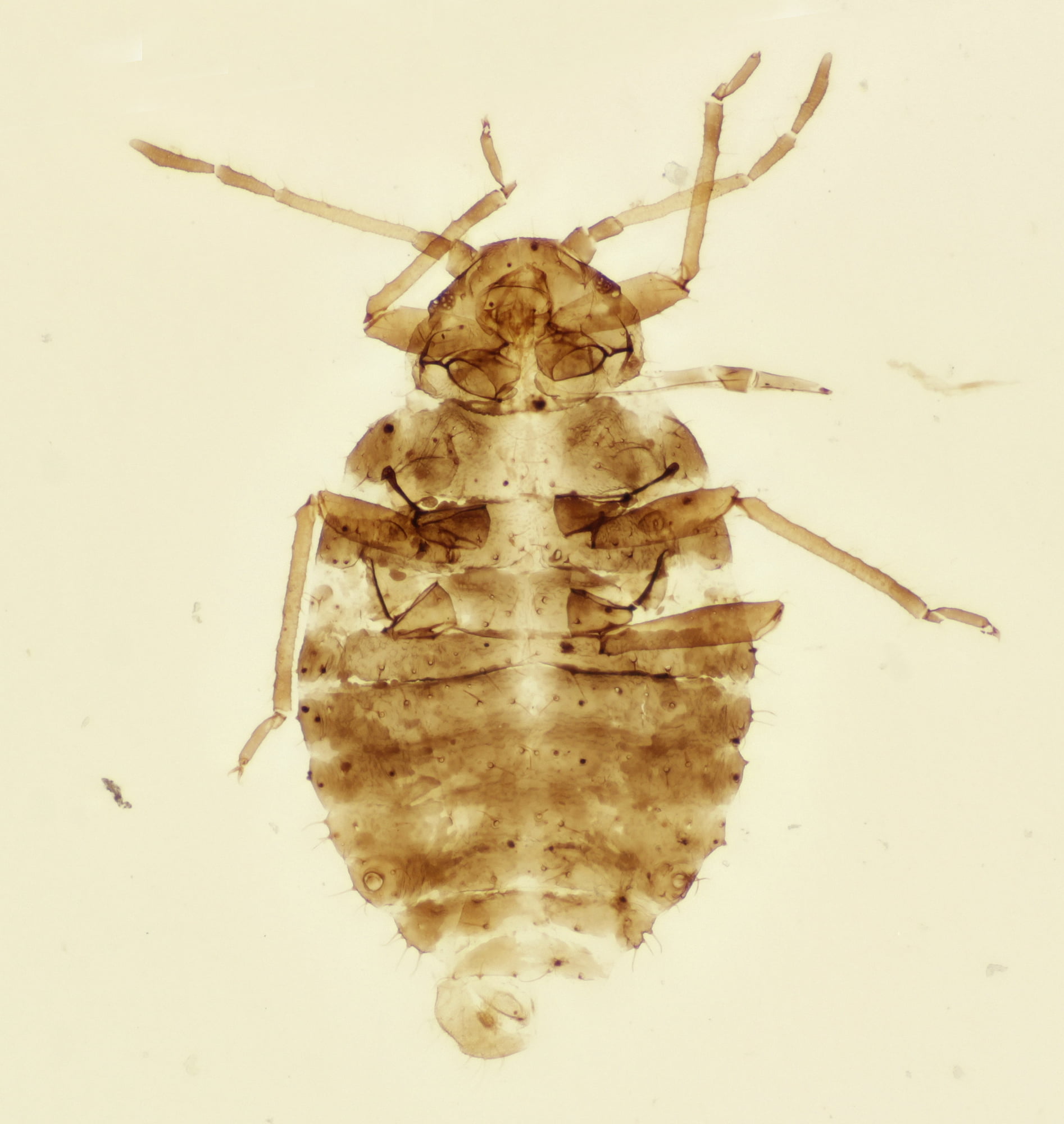 Microscope Slide Example