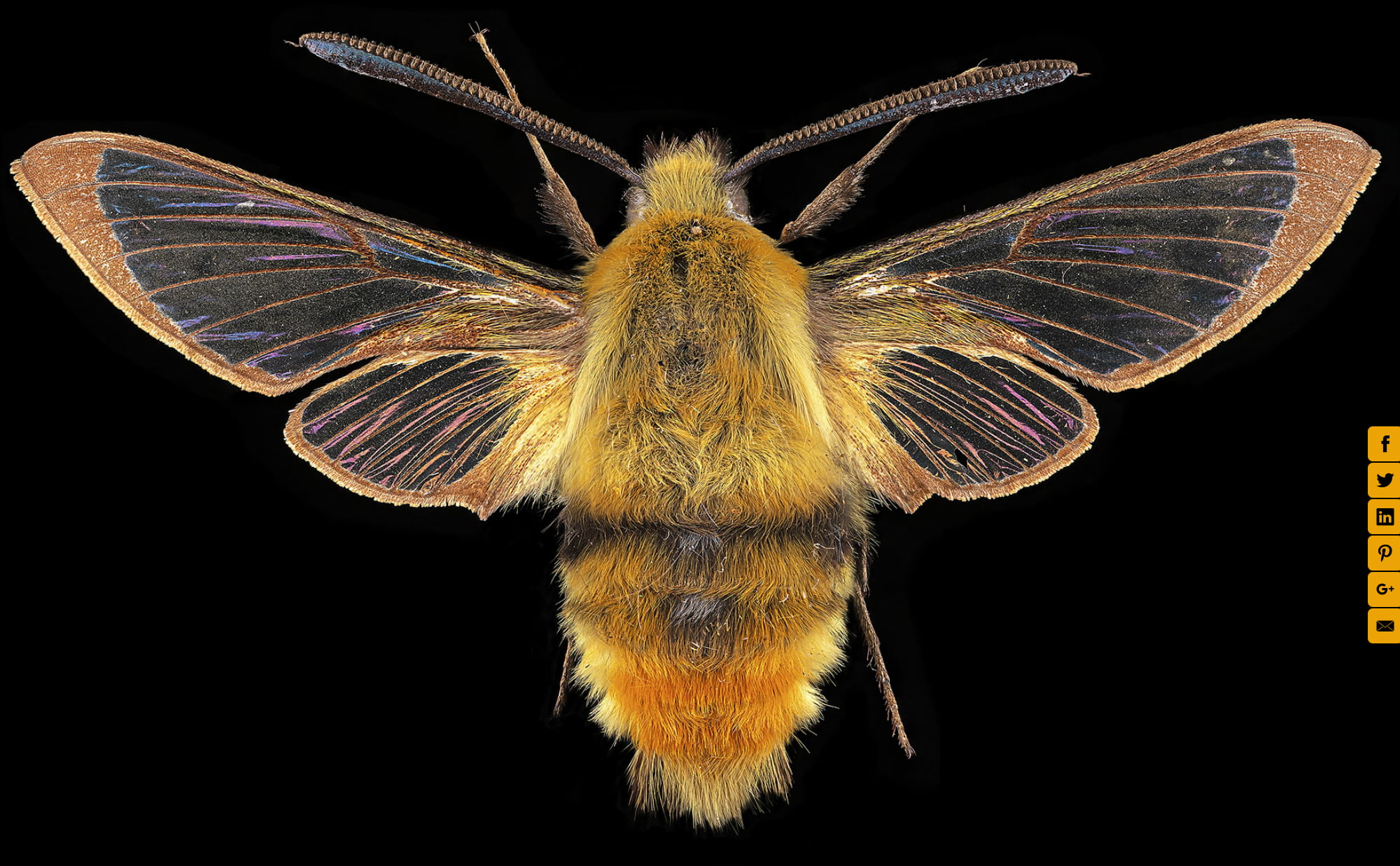 Narrow Bordered Bee Hawk Moth