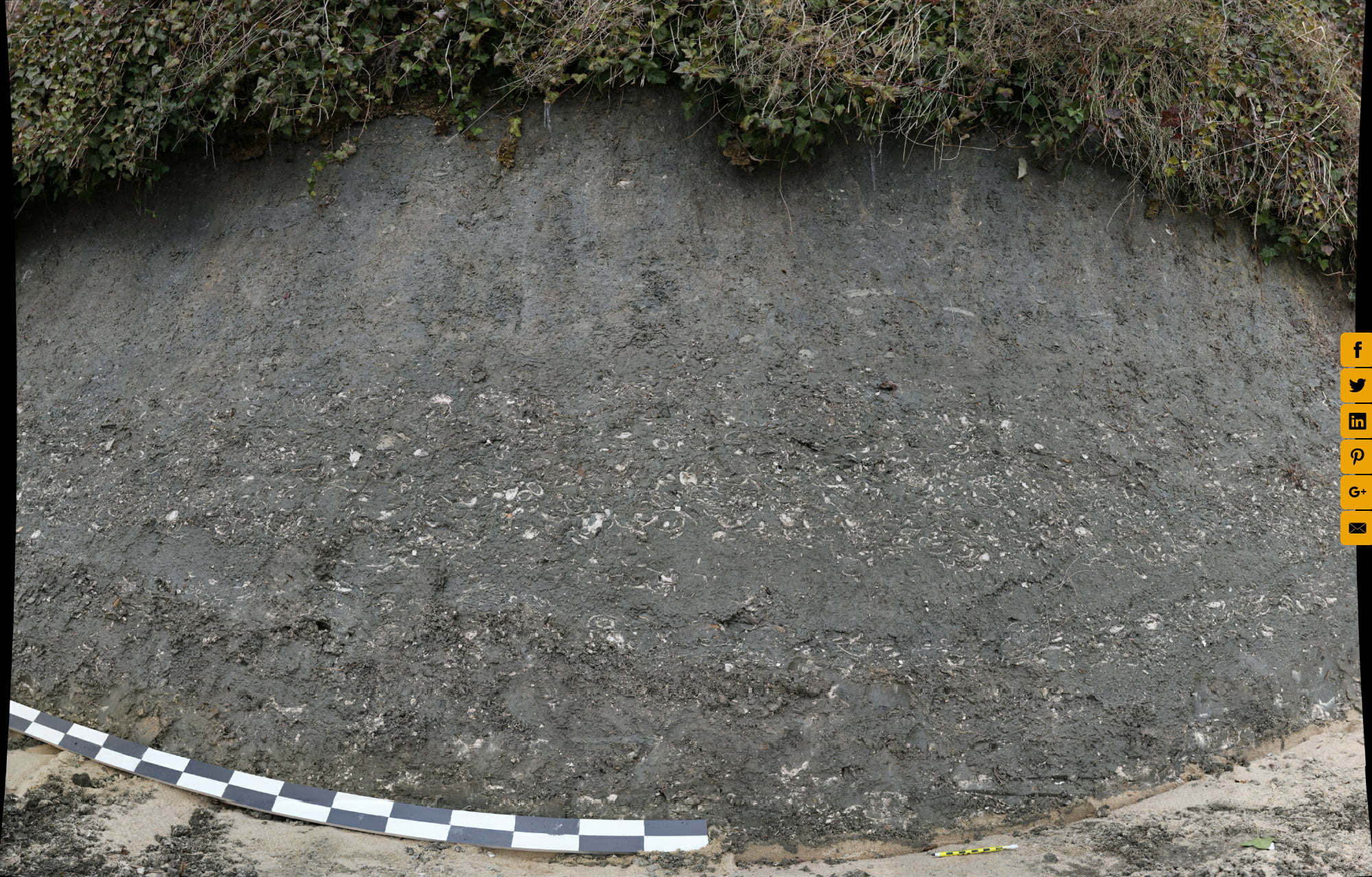 Calvert Formation, Scientists' Cliffs, Maryland (#4 of 8)