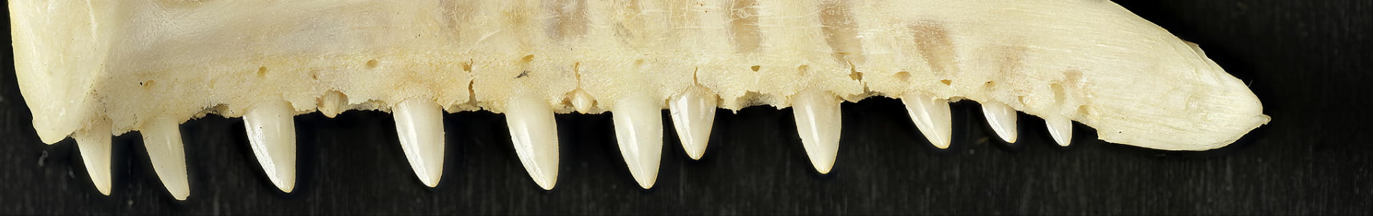 Blue Fish Teeth Example 3