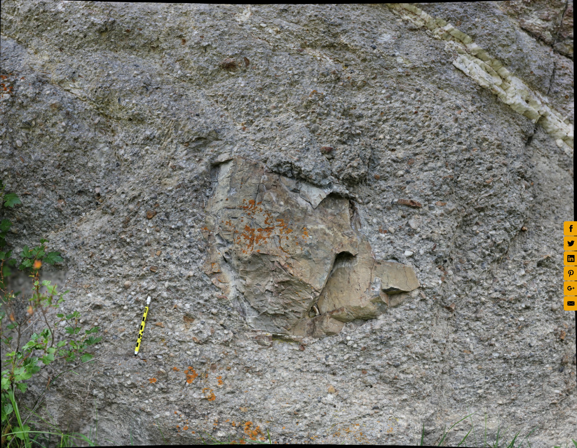 Outsized clast (dropstone?) in Miette Group gritstone, southern ...