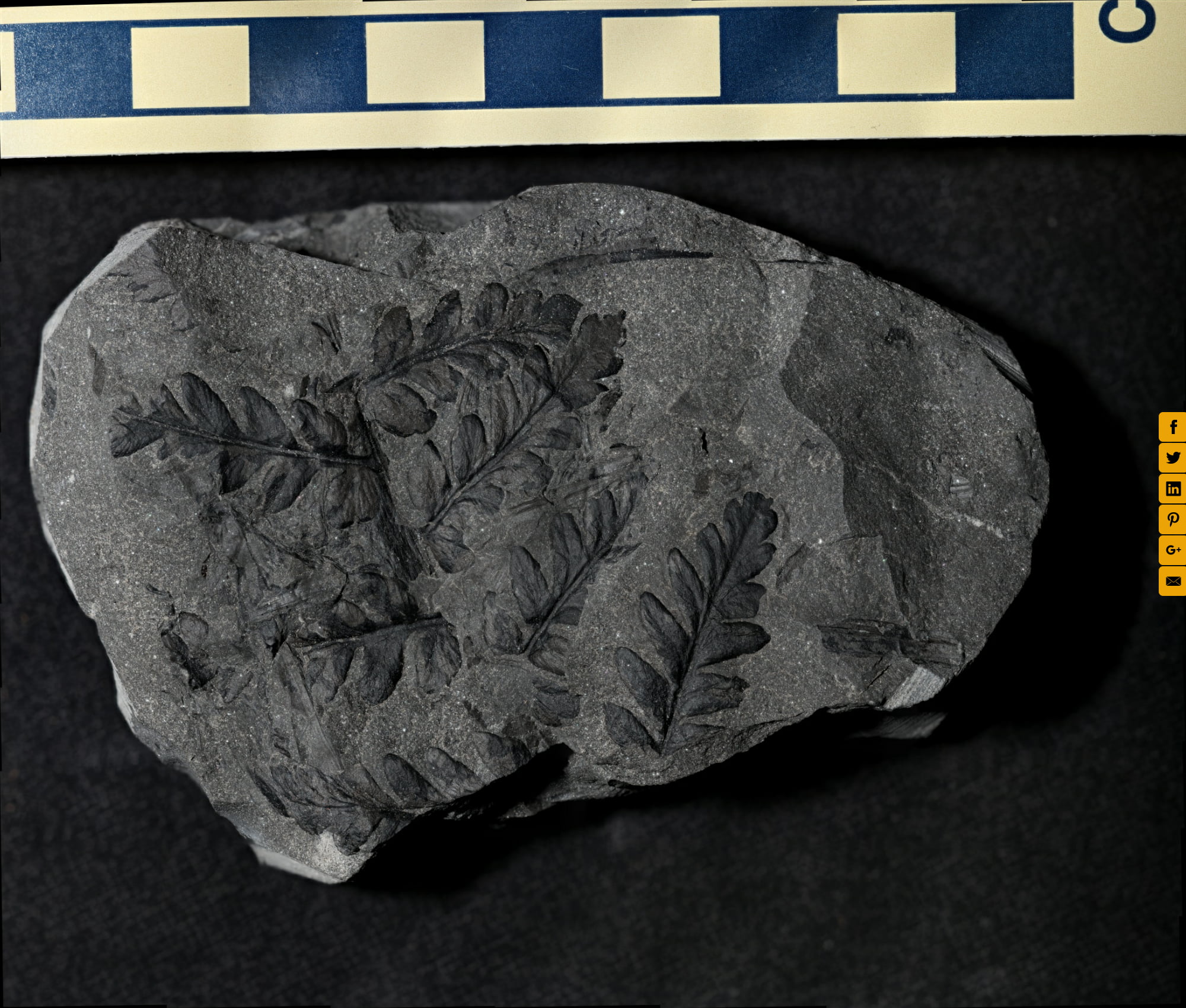 Mystery fossil for students to identify