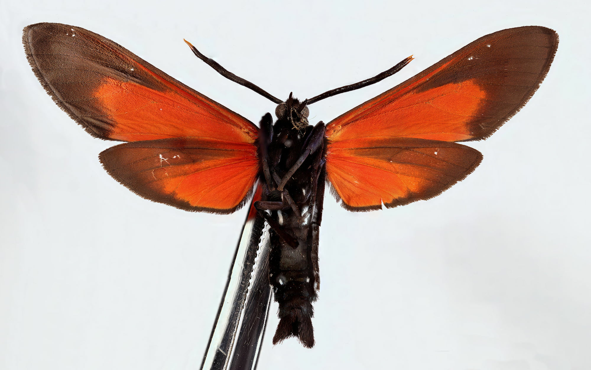 Spotted Oleander Caterpillar Moth (Ventral)