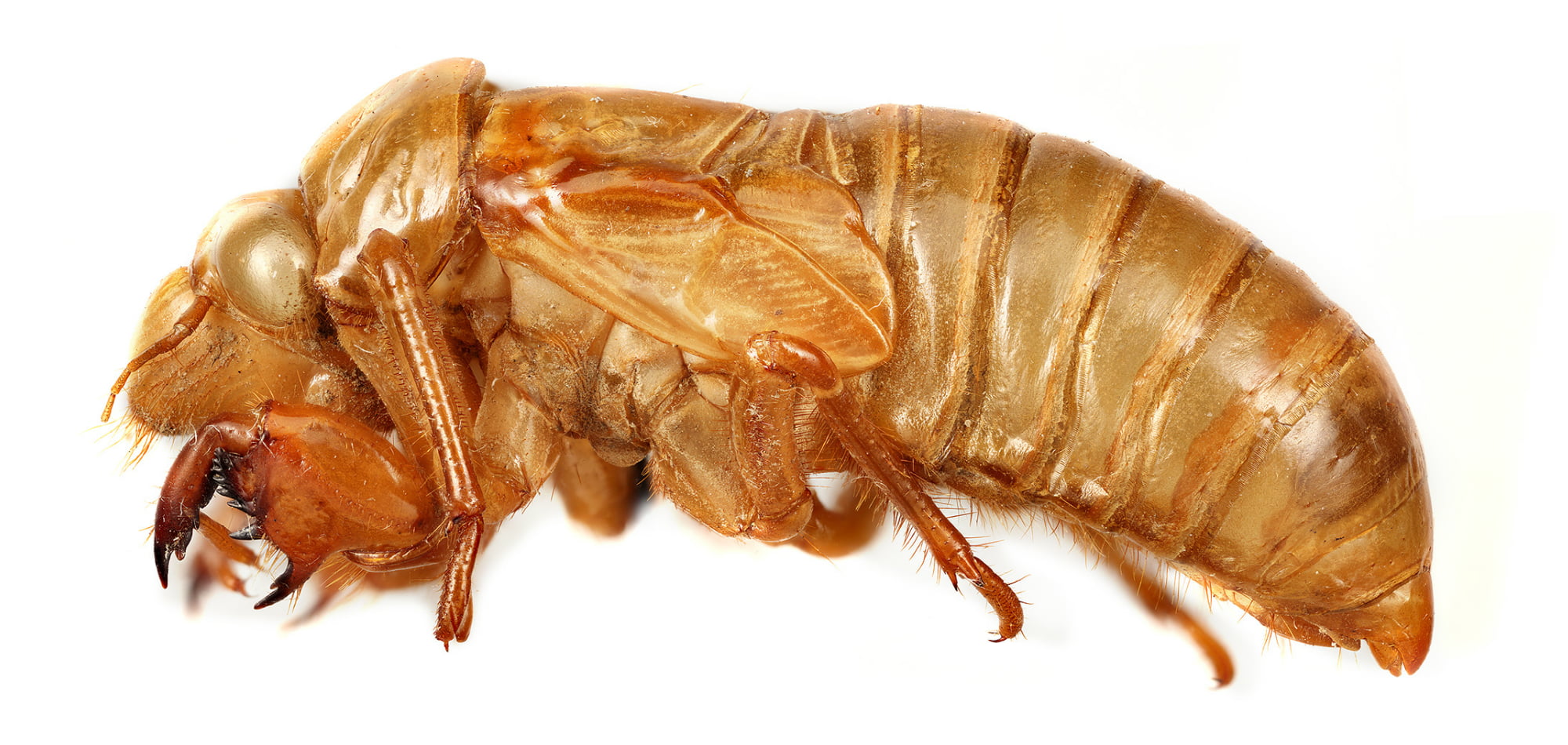 Cicada Shell (Lateral)