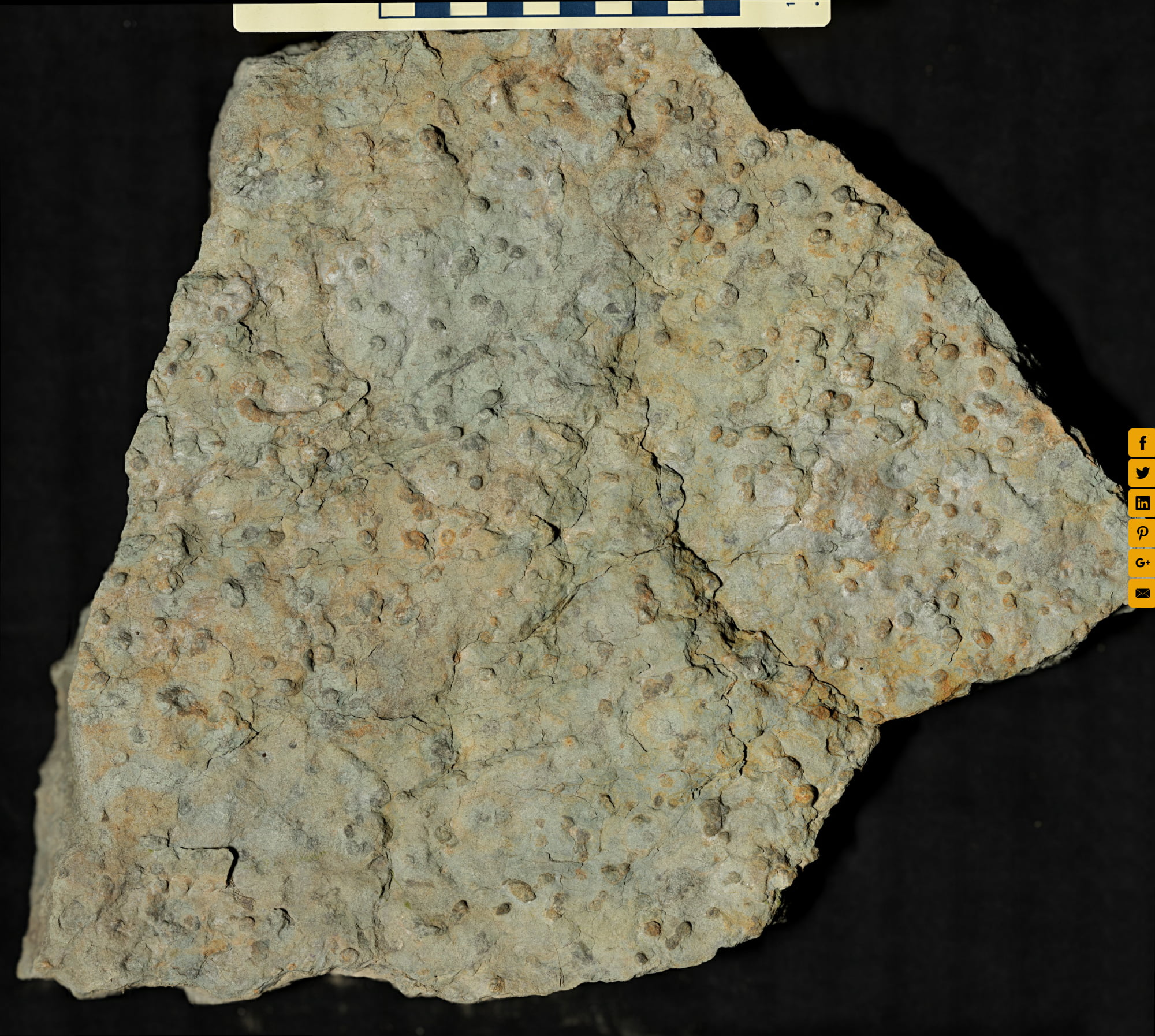 Skolithos in the Hampshire Formation