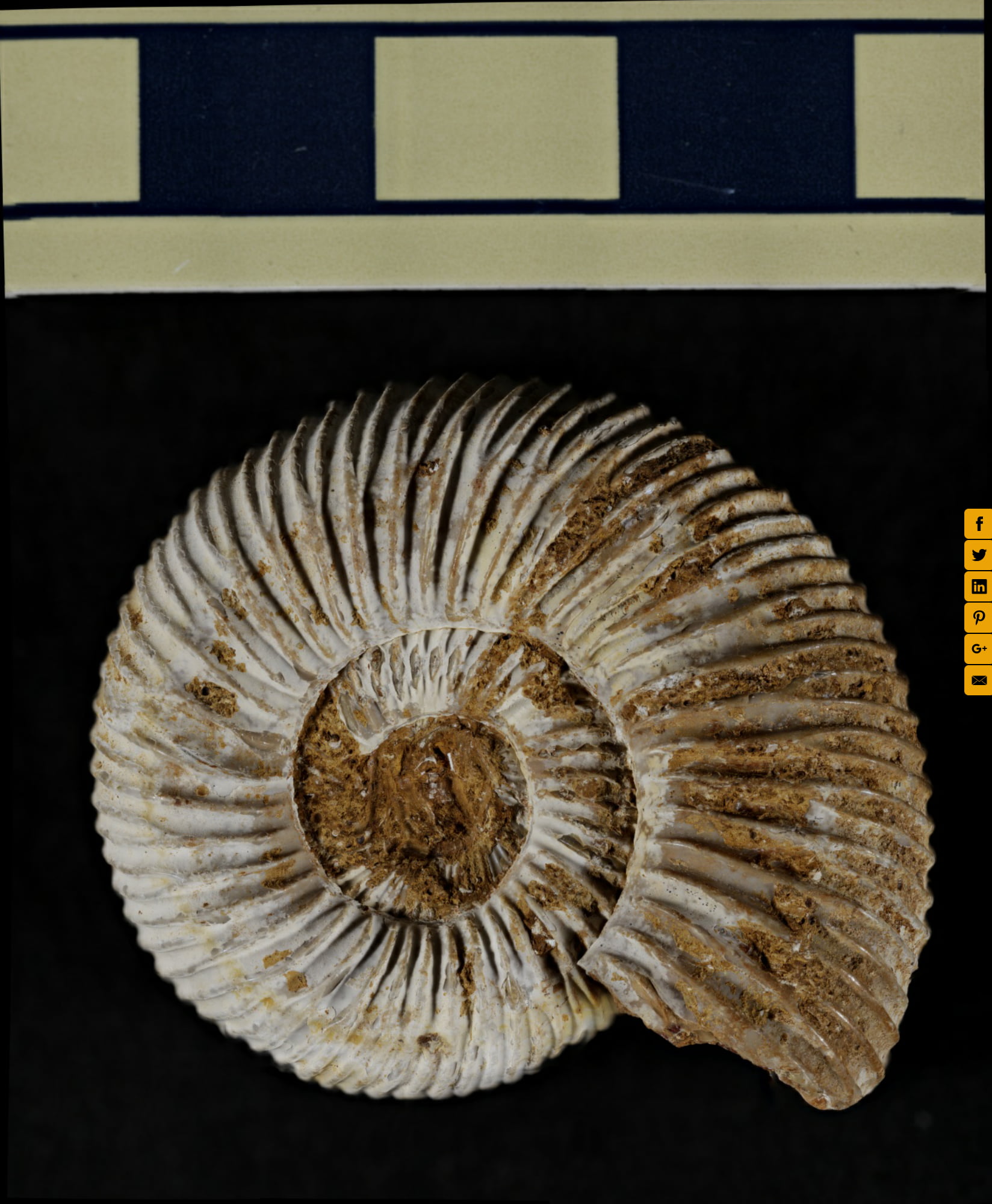 Ammonoid