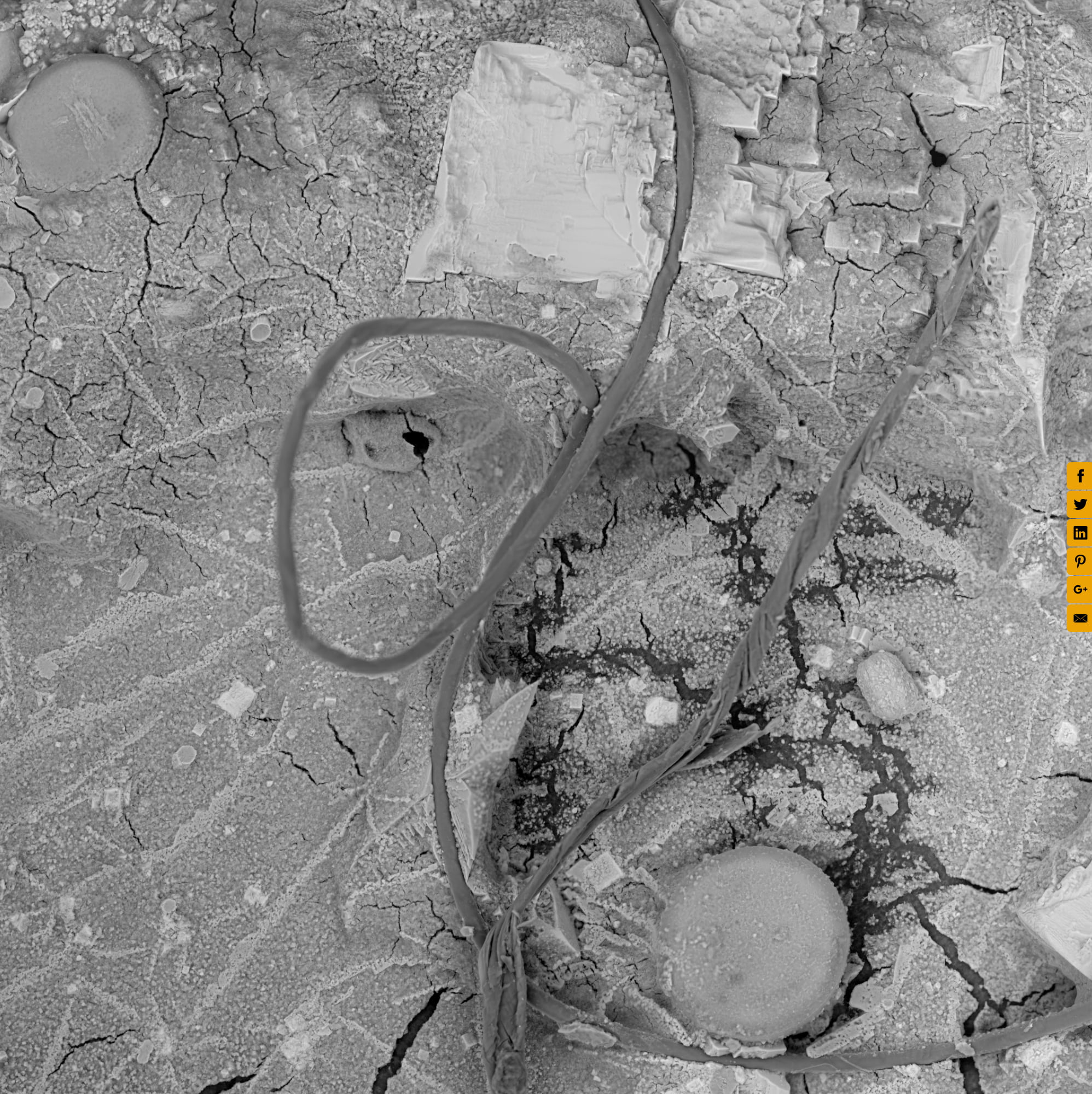 Microfiber in Chesapeake Bay Plankton Tow, 2940x