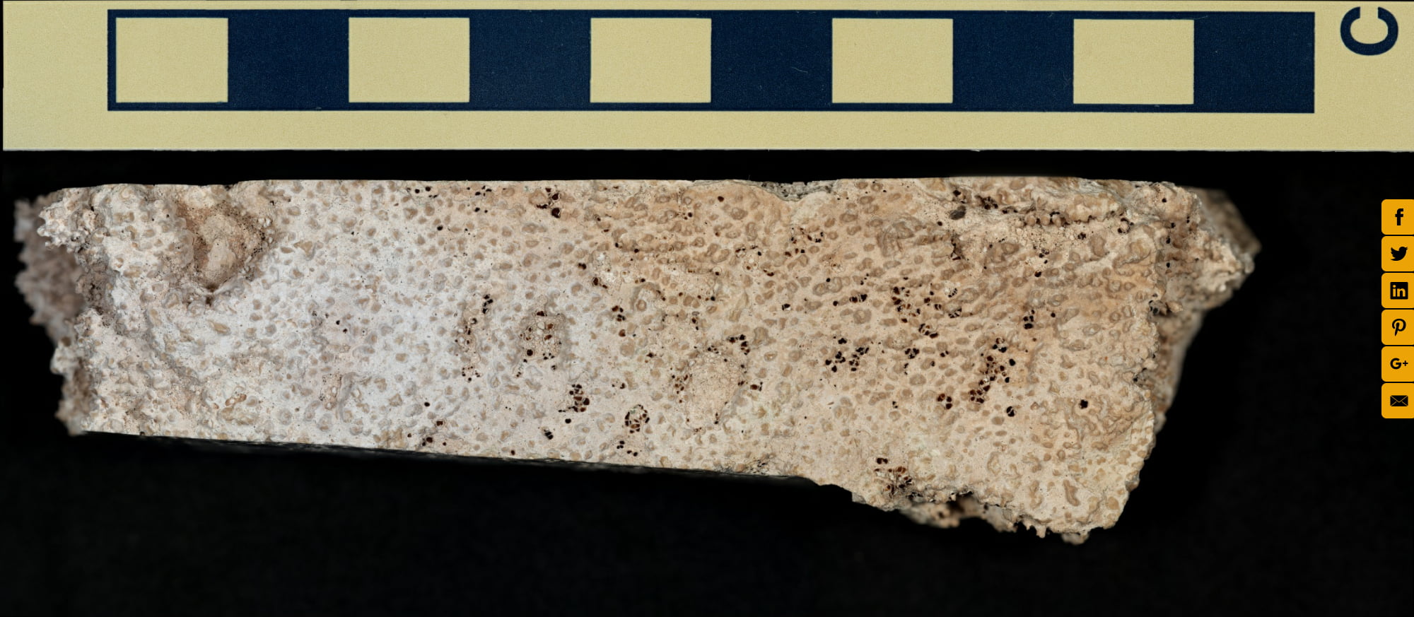 Caliche from the Hueco Formation, West Texas