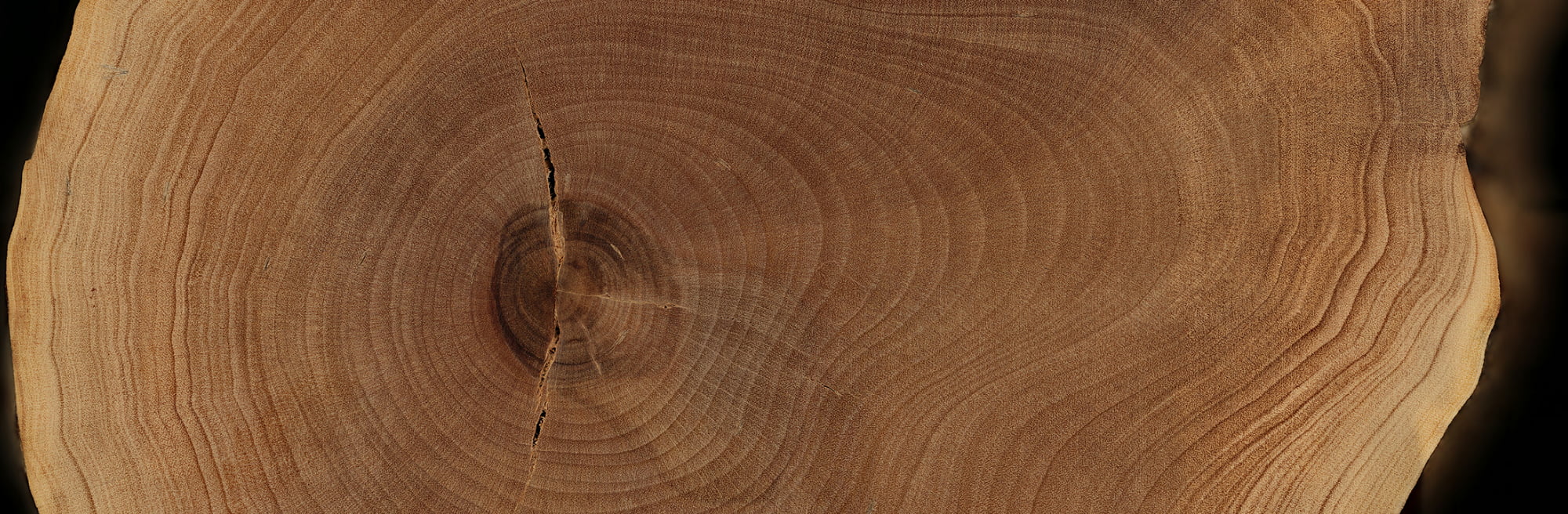 Tree Ring Sample Specimen