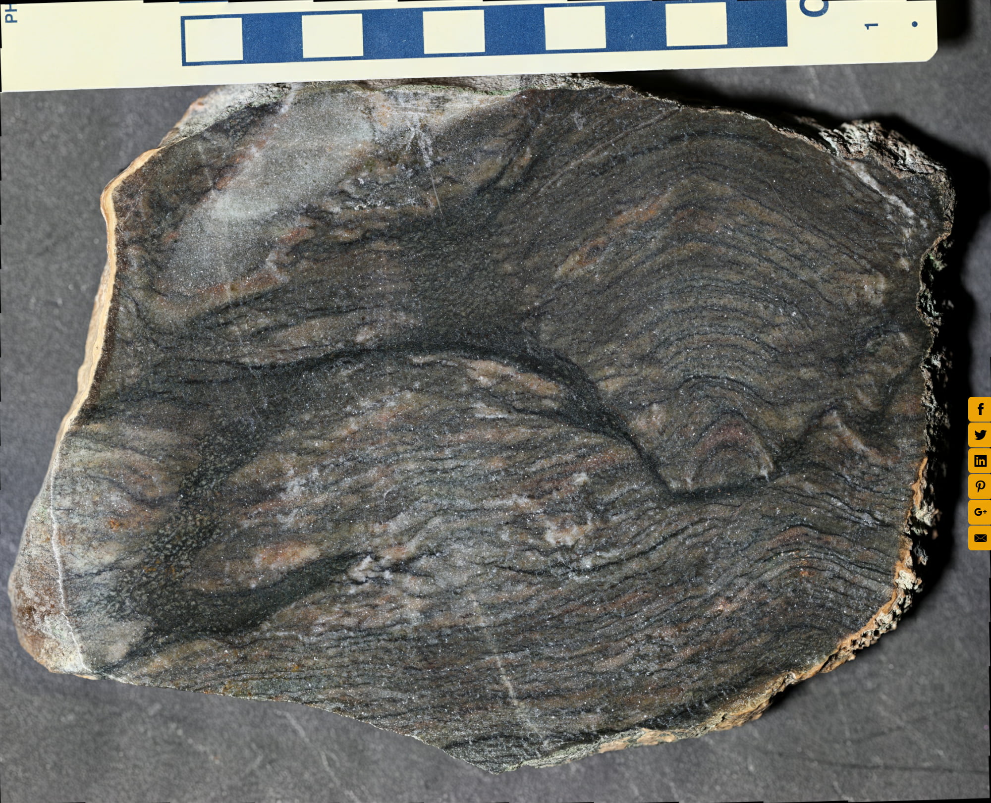Stromatolite, Castner Marble, Franklin Mountains, Texas