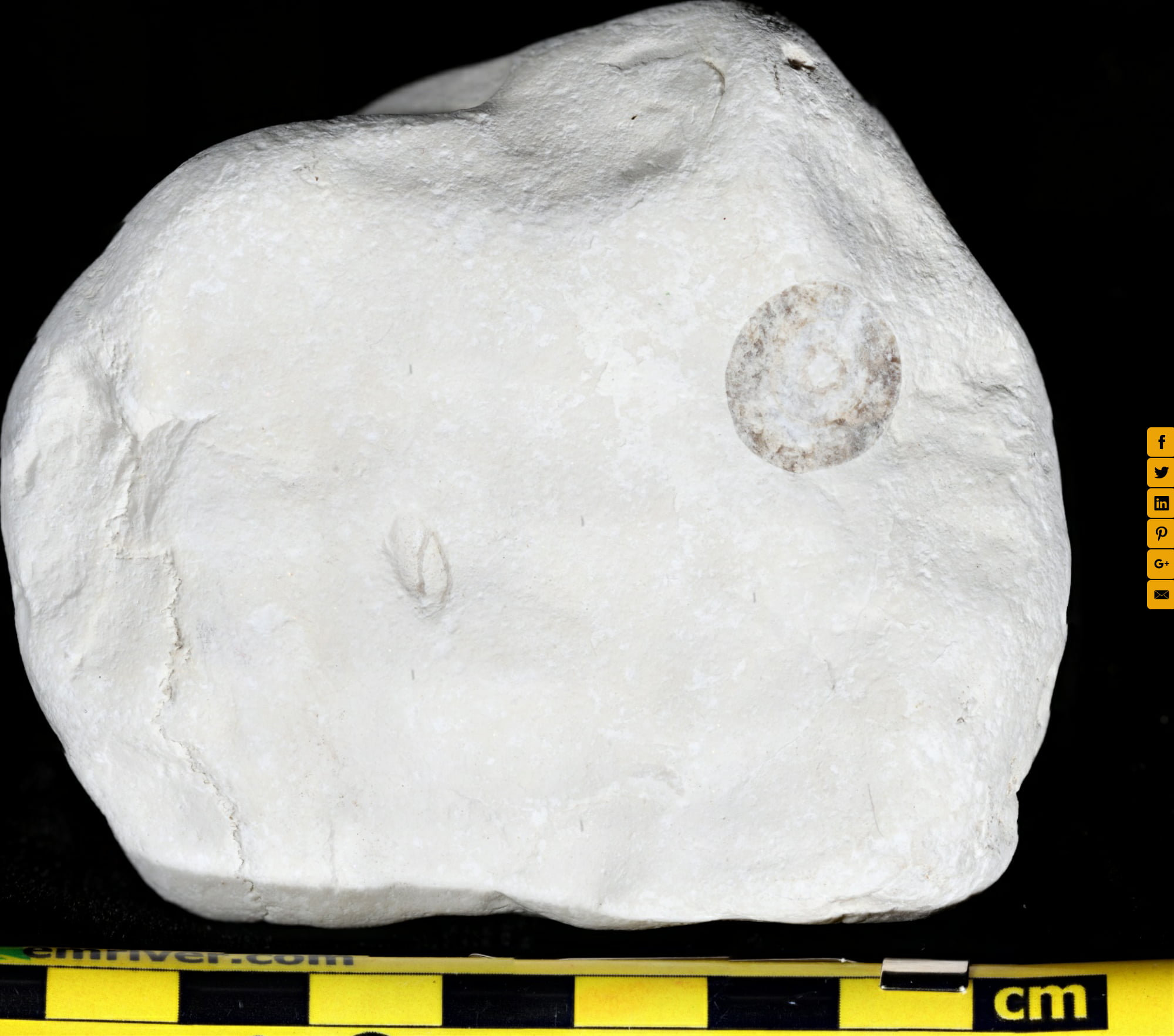 Ulster White Limestone ("The Chalk") with belemnite fossil, Rathlin ...