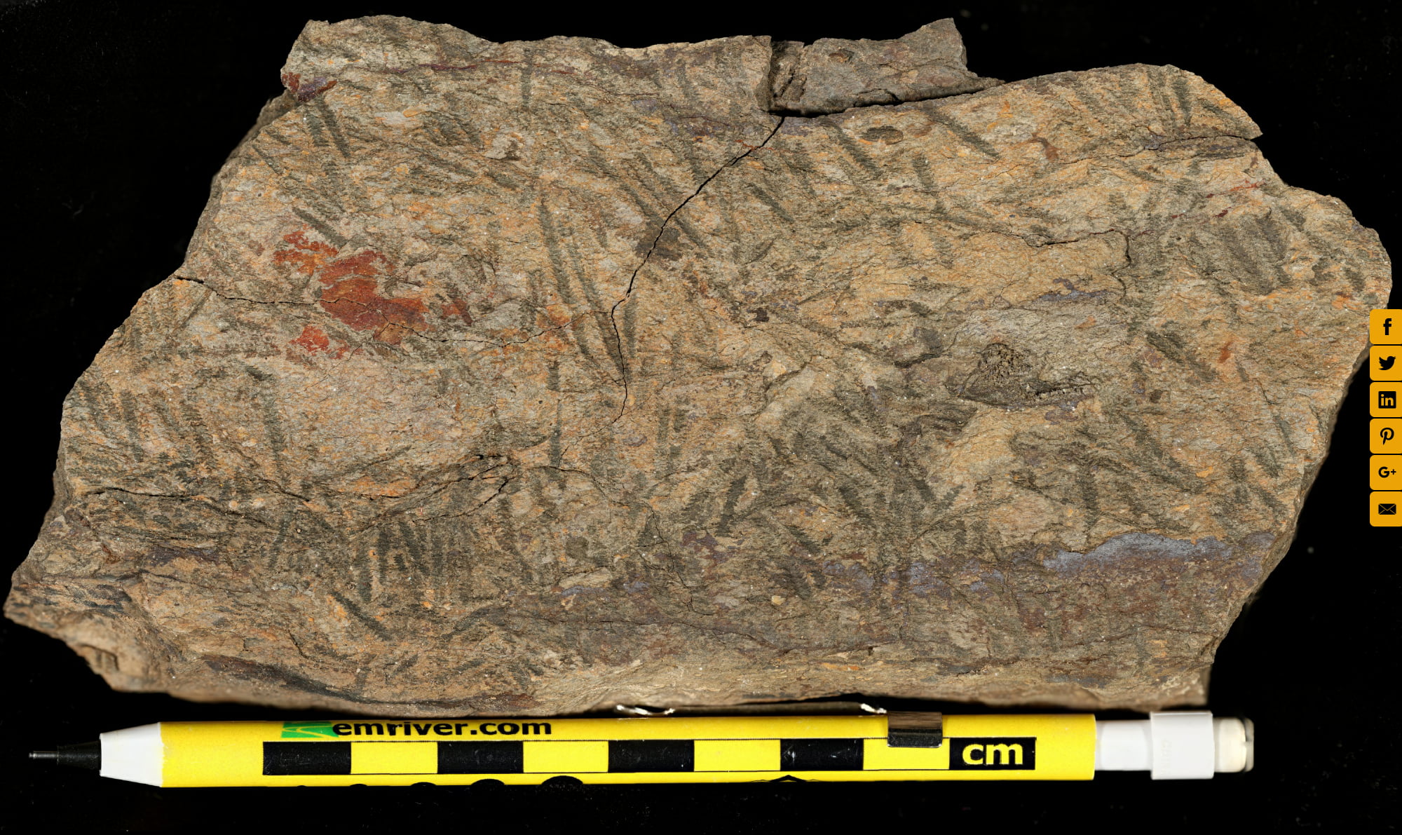 Graptolite fossils in the Martinsburg Formation