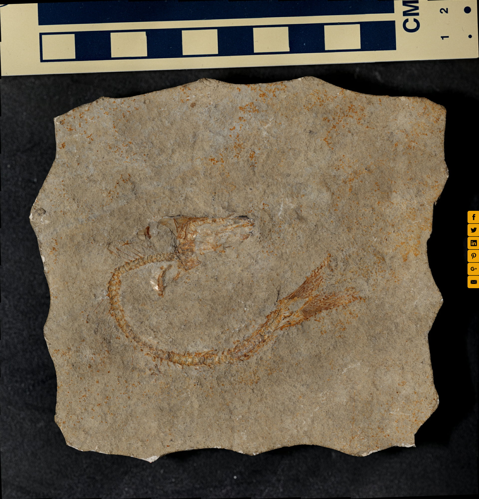 Sedimentary Rocks Lab Sample K