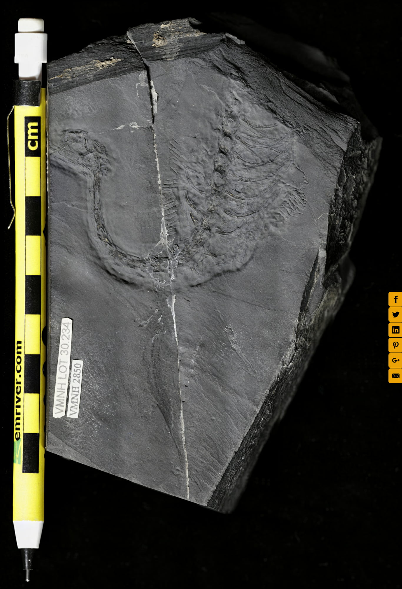 Tanytrachelos, from the Solite Quarry in the Dan River Basin, Virginia