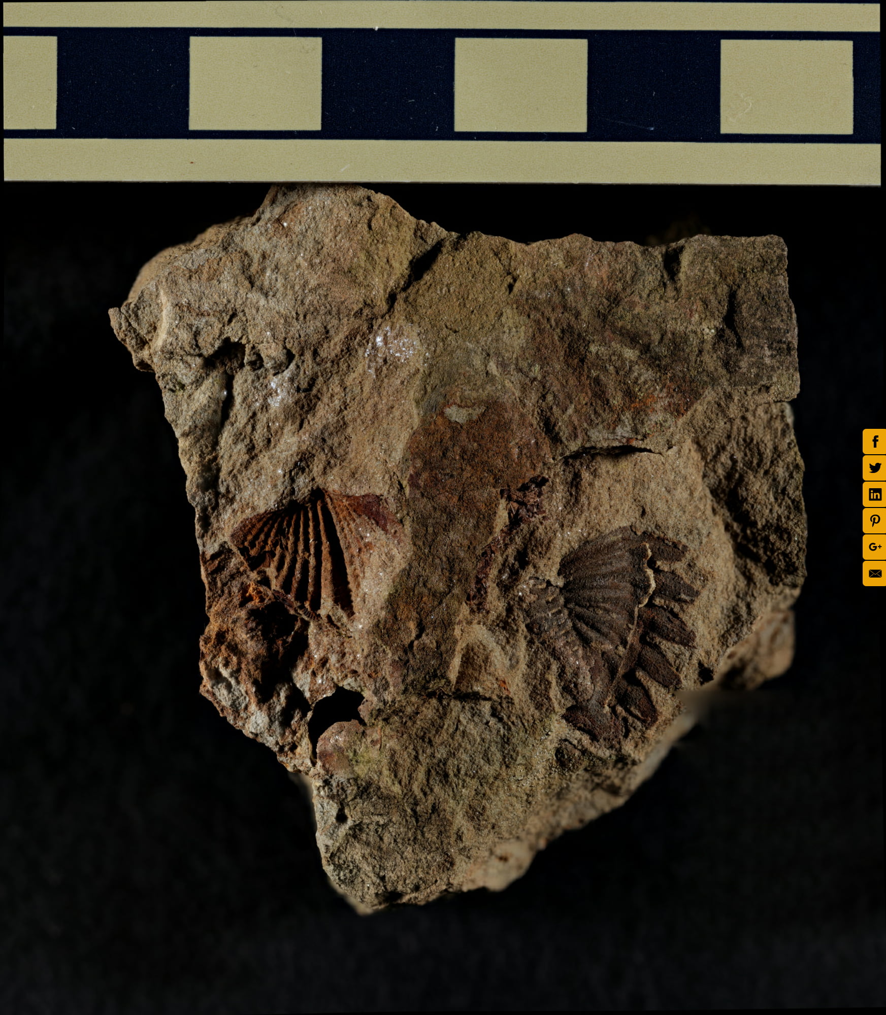 Greenops boothi (?) trilobite pygidium