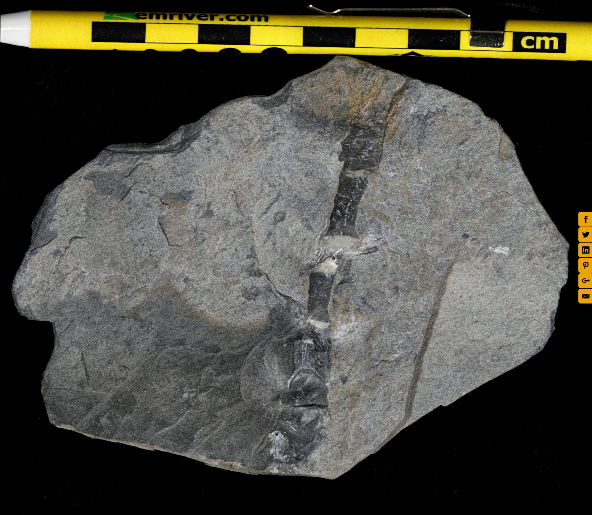 Stretched belemnite fossil