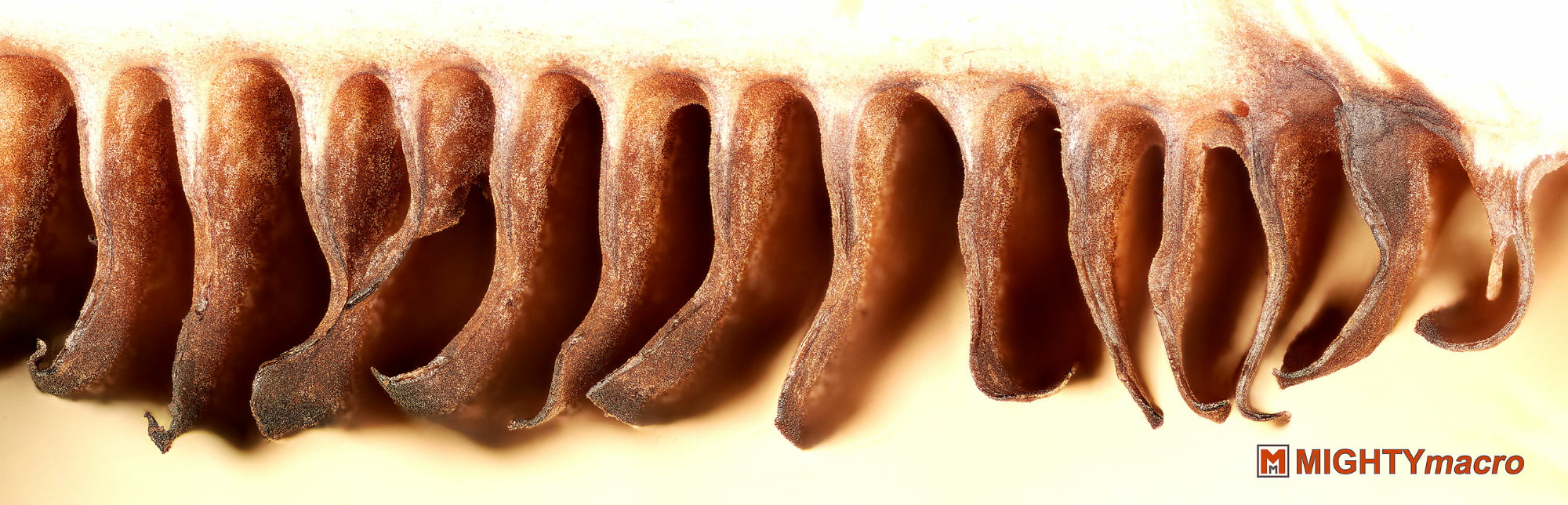 Mushroom Gills (lamellae) Side Section