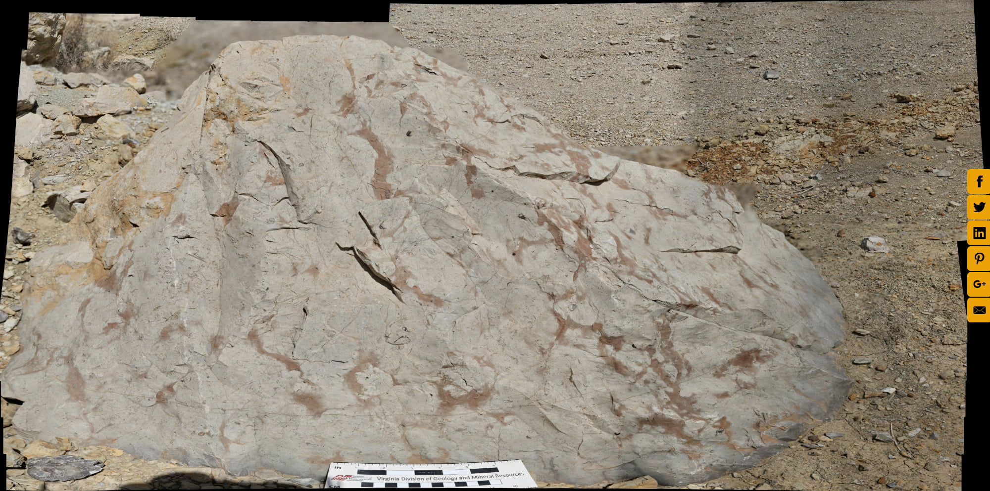 Cristo Rey: Buda Formation - Fossils in the quarry