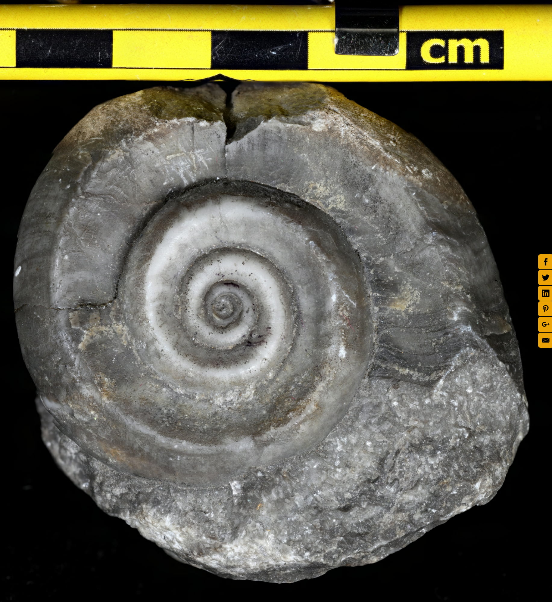 Euomphalus fossil