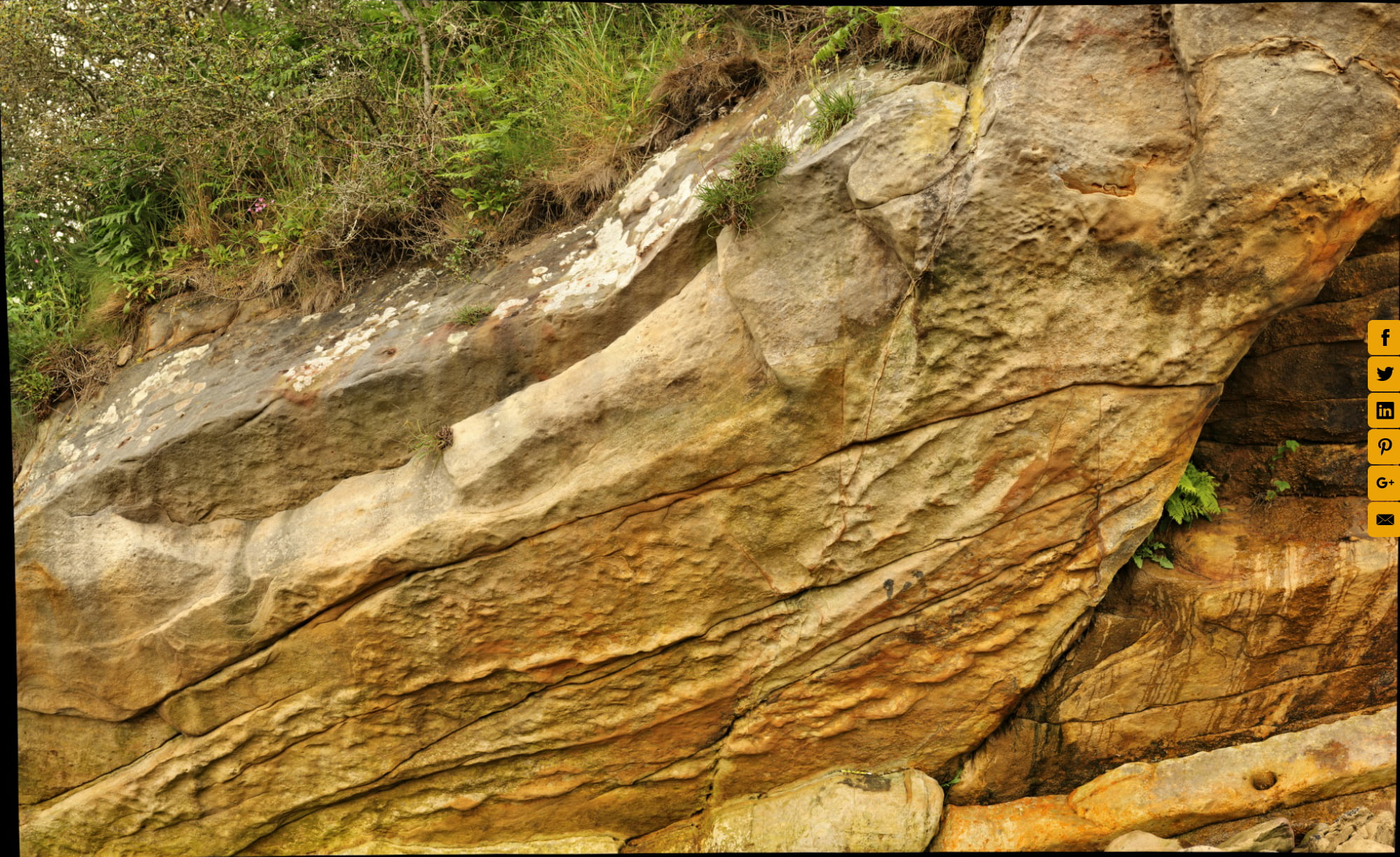 Giant eurypterid trackway near St. Andrews, Scotland