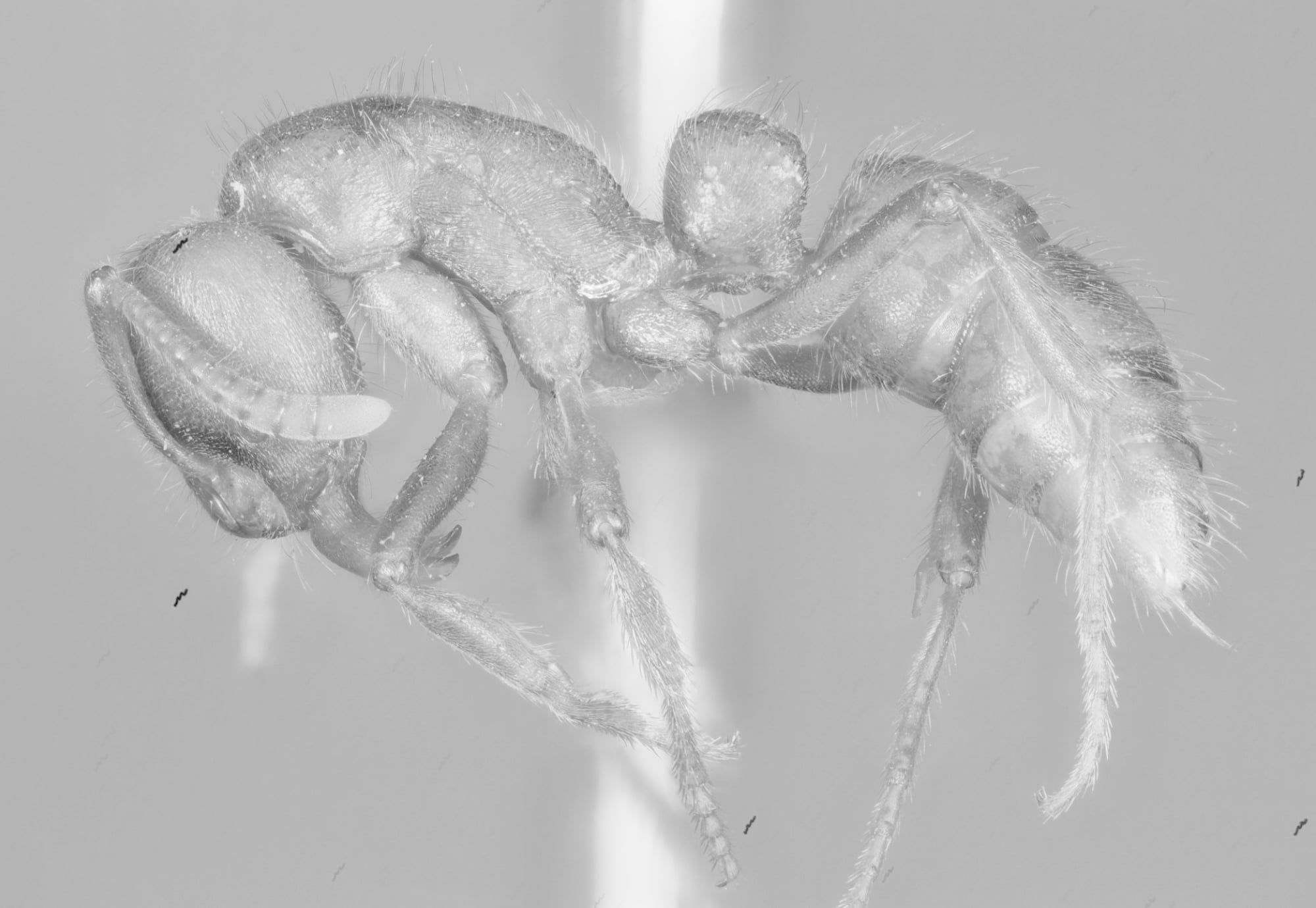 Ant Imaging Test Full Spectrum