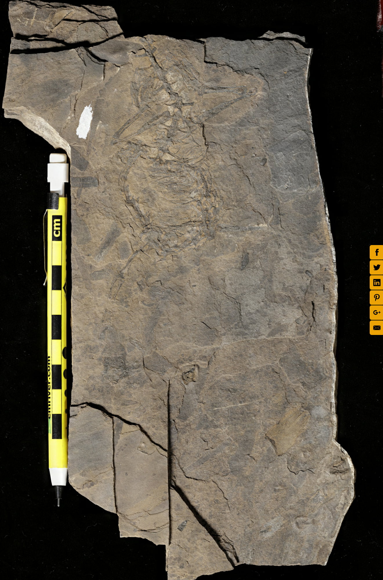 Tanytrachelos, from the Solite Quarry in the Dan River Basin, Virginia