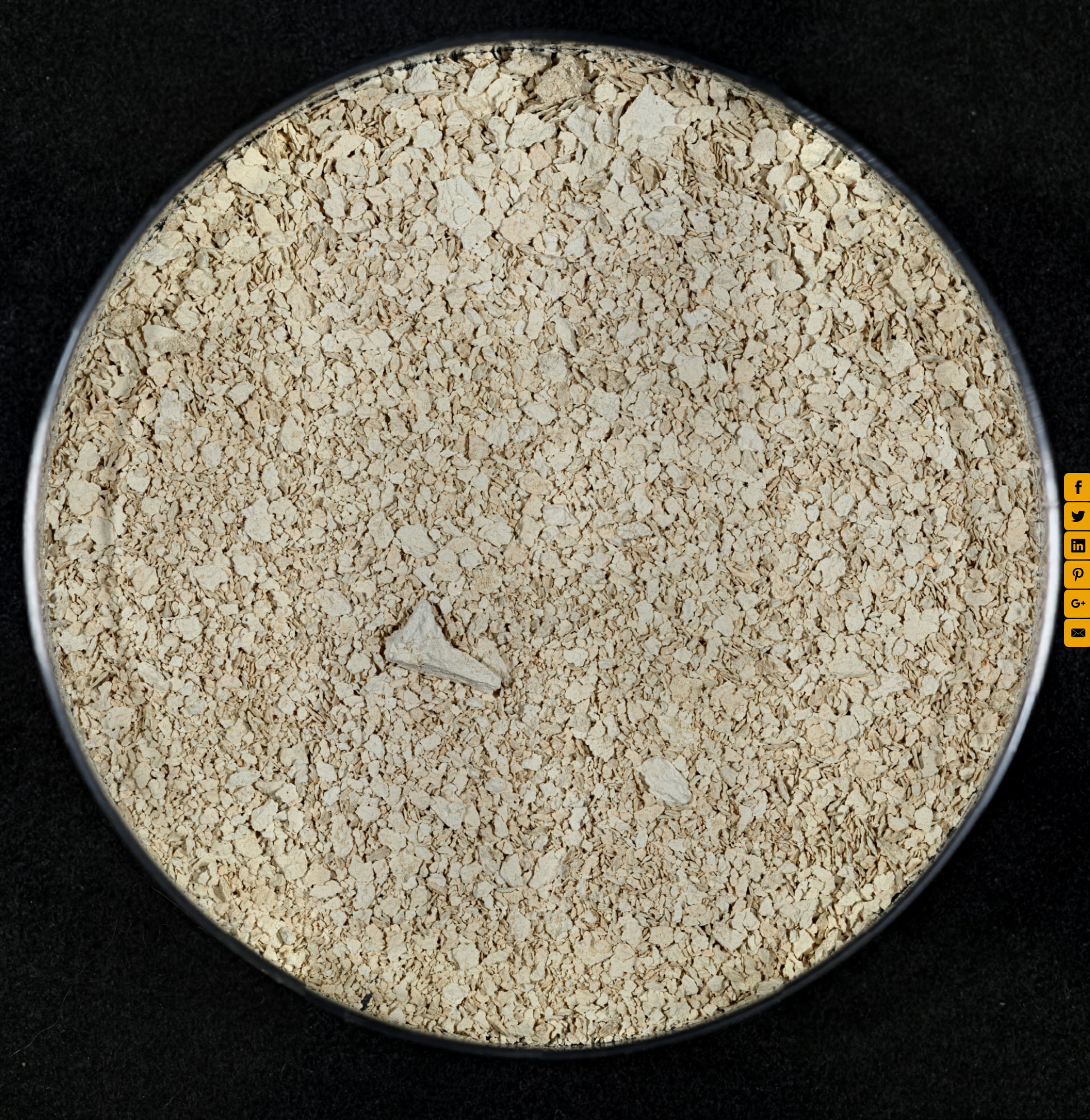 Disaggregated Sediment from the Choptank Formation, Zone 13