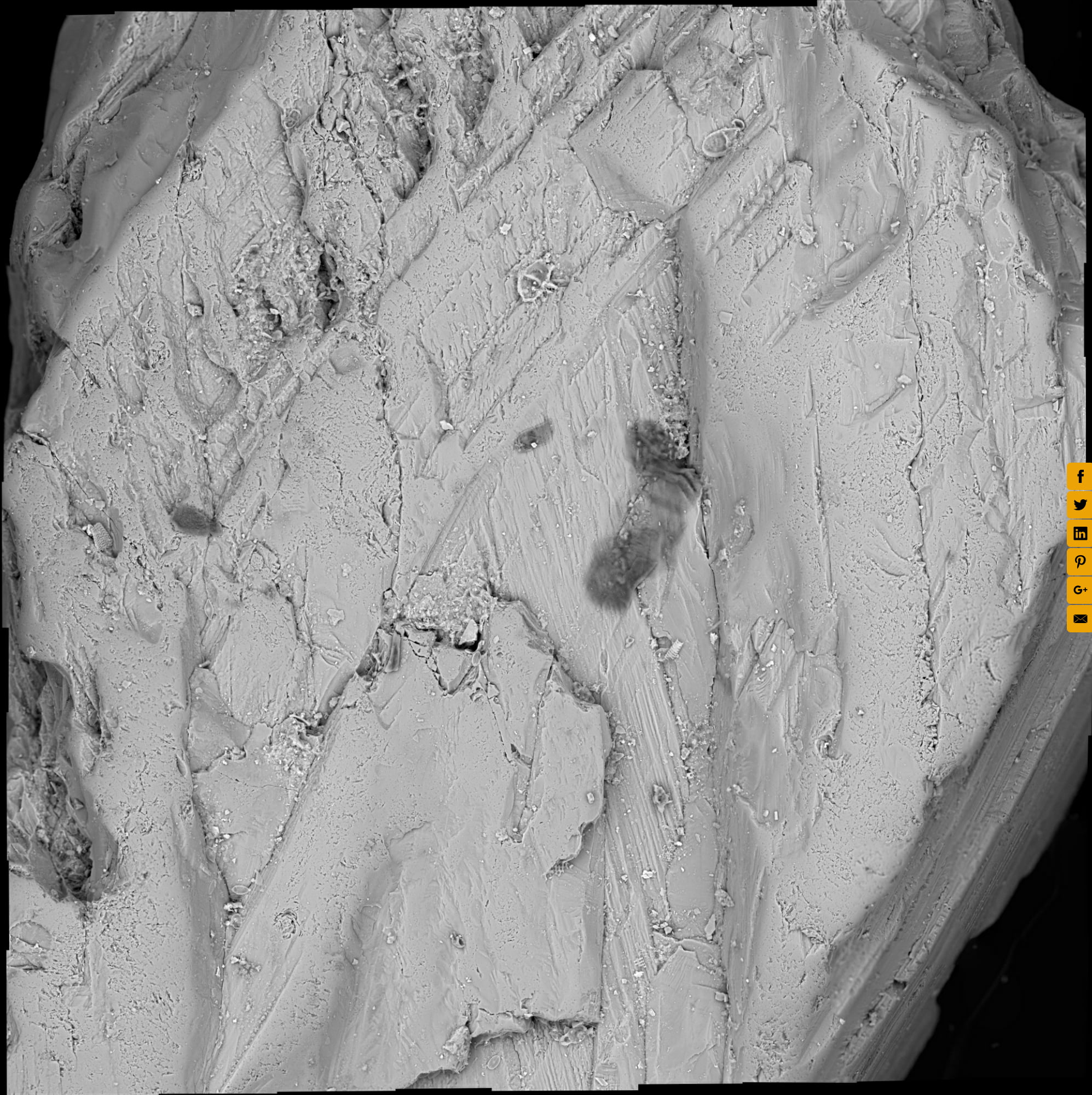 Diatoms on a Grain of Sand from Scientists' Cliffs, Chesapeake Bay ...