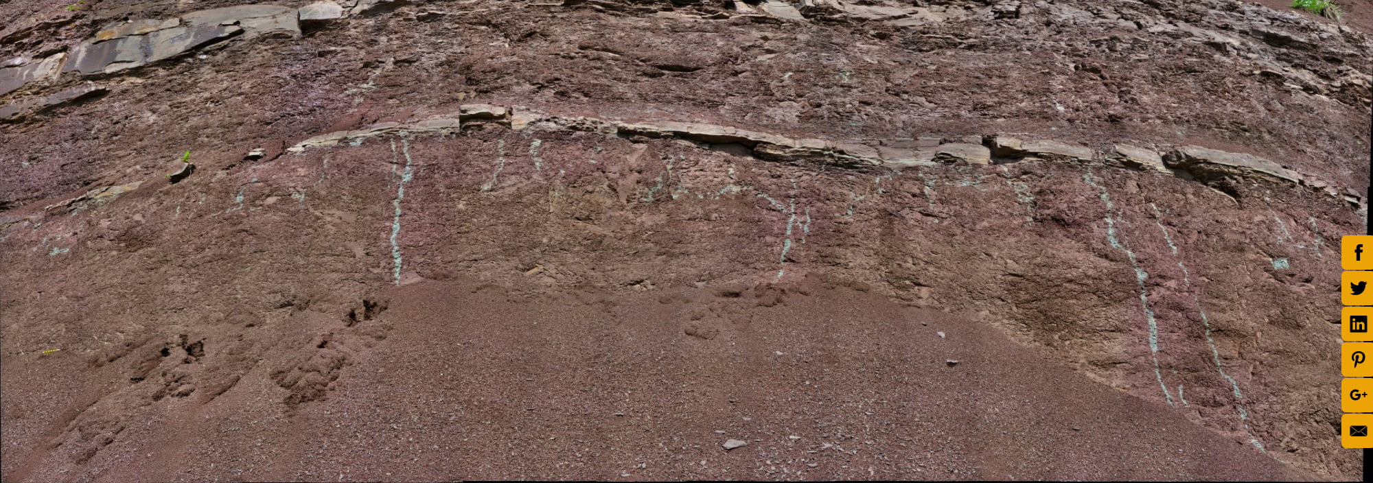 Root Casts in Shale, Corridor H