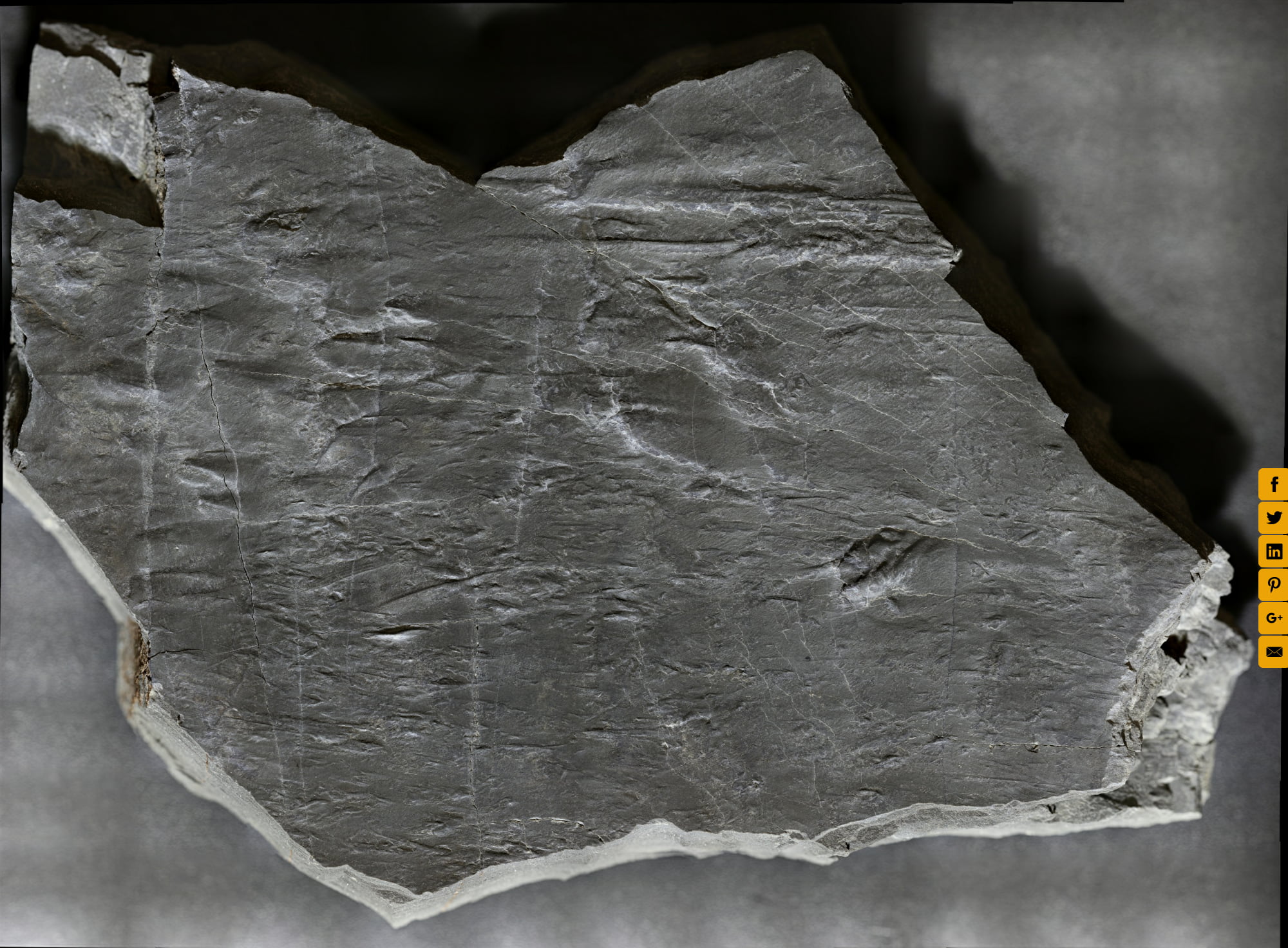 Flute casts in Brallier Formation shale
