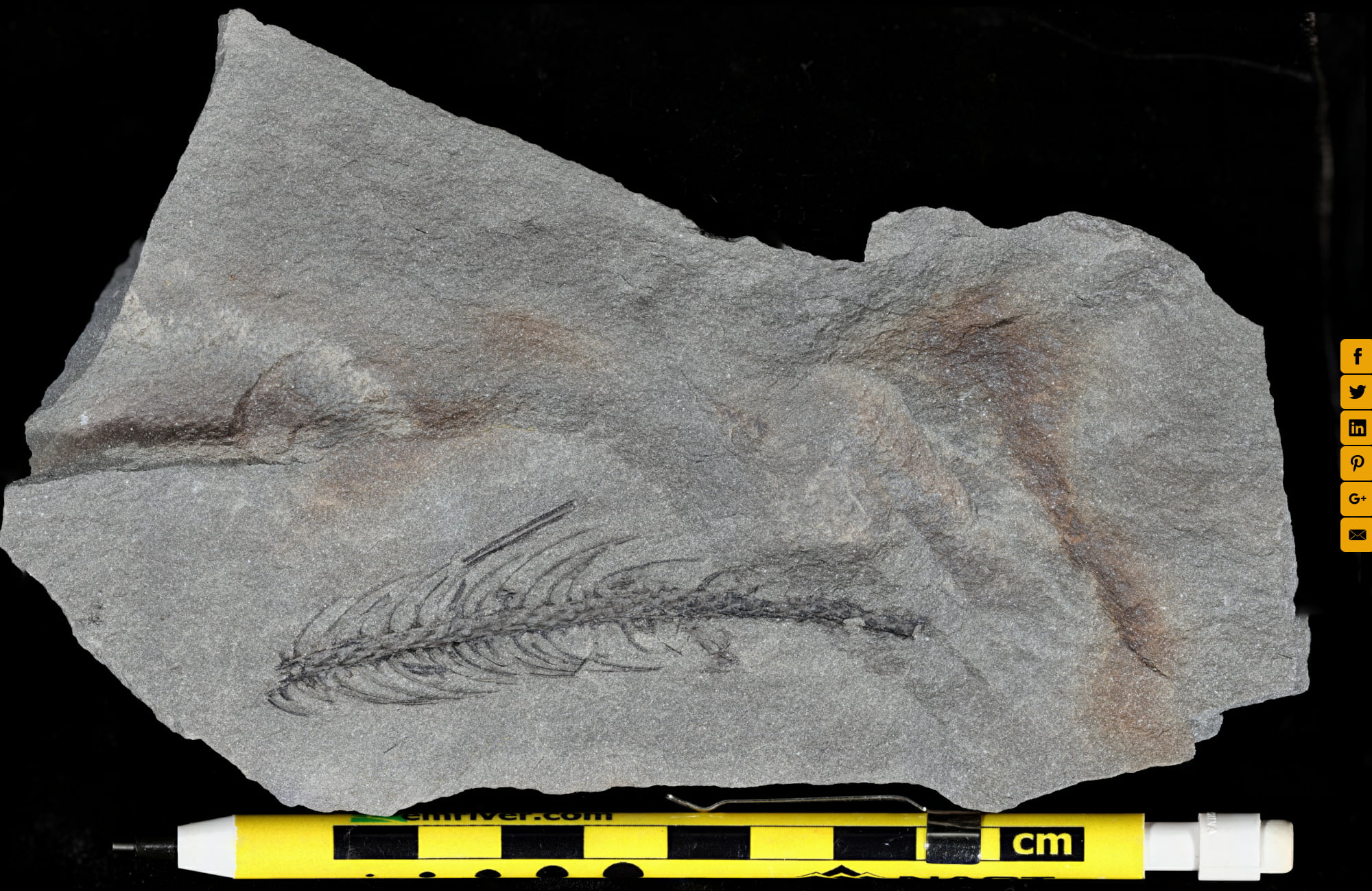 Plant fossil: gymnosperm