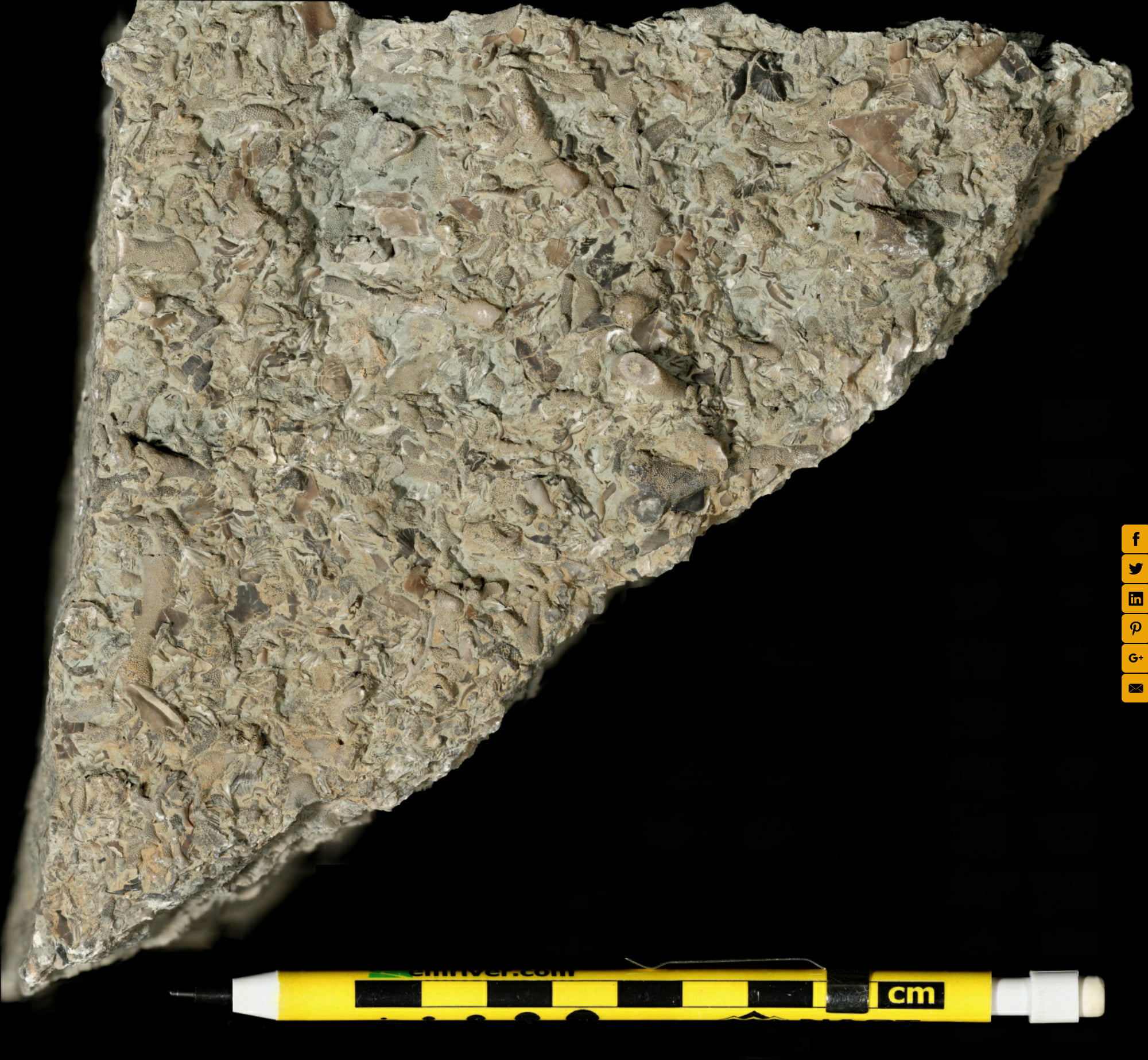 Cincinattian limestone with bryozoan fossils