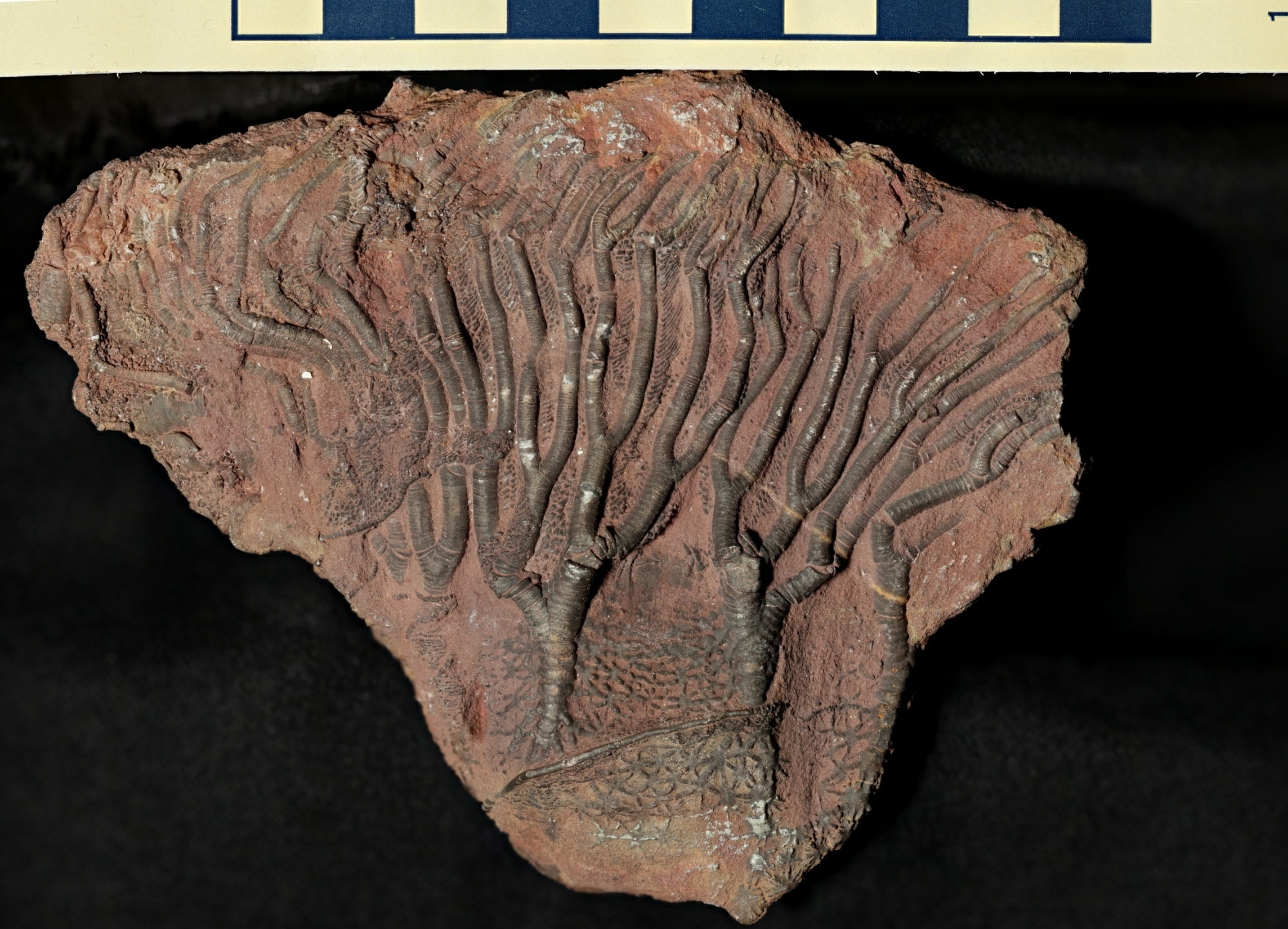Fossil specimen 4