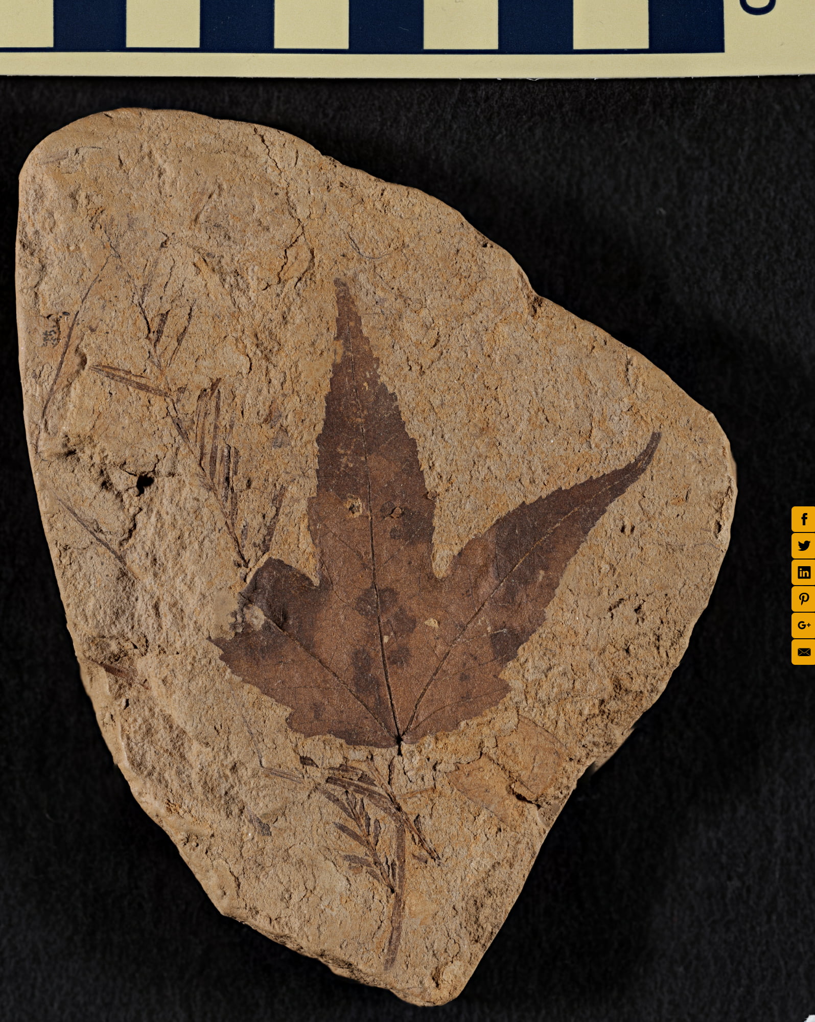 Fossil Acer dacycarpoides