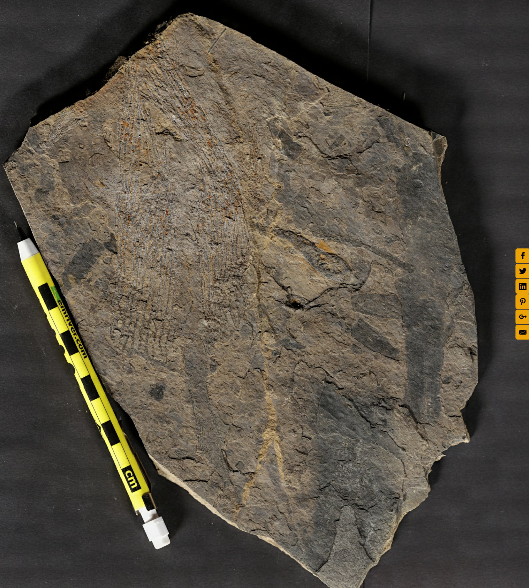 Coelacanth tail fossil from the Solite Quarry, Dan River Basin, Virginia